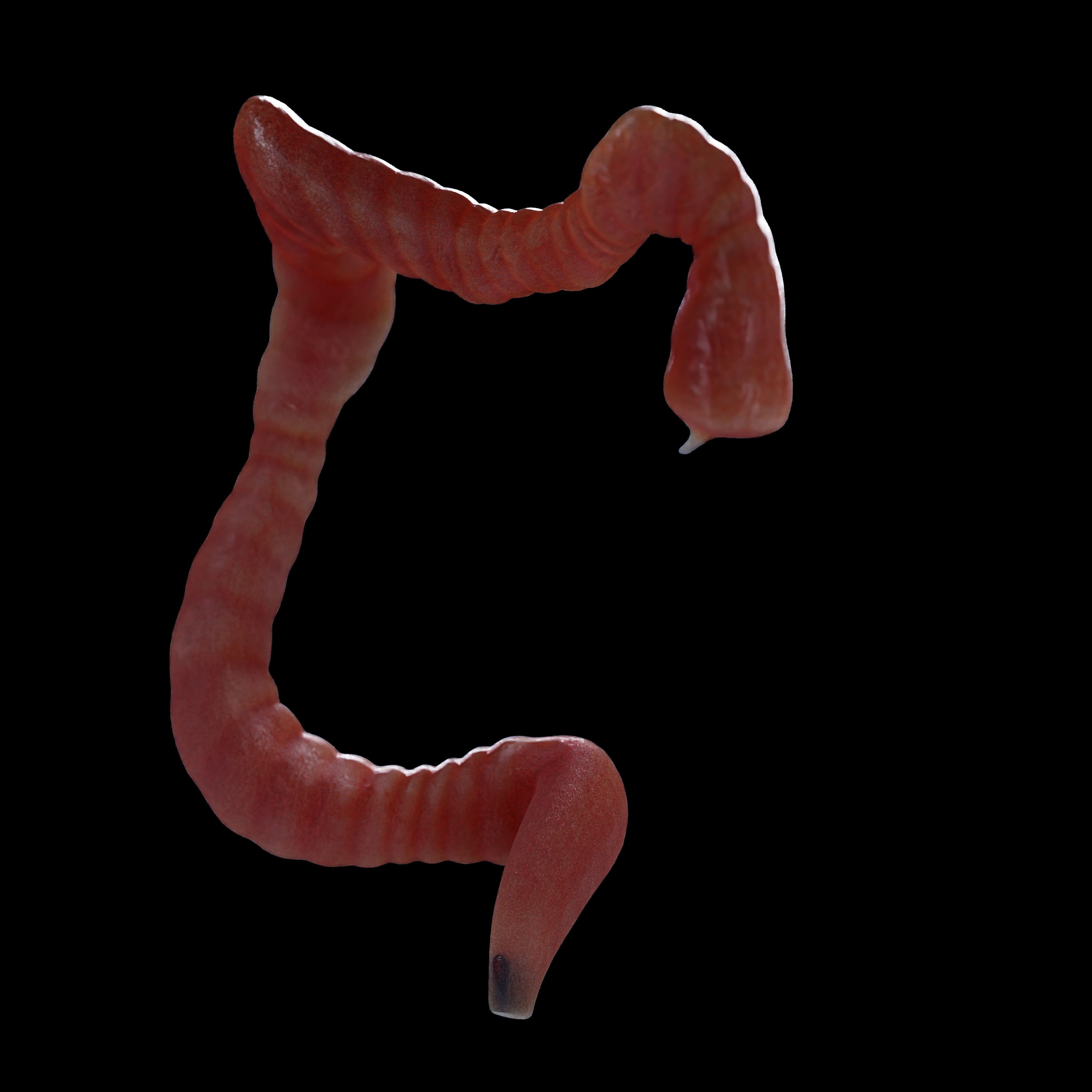 Large Intestine 3D model | CGTrader