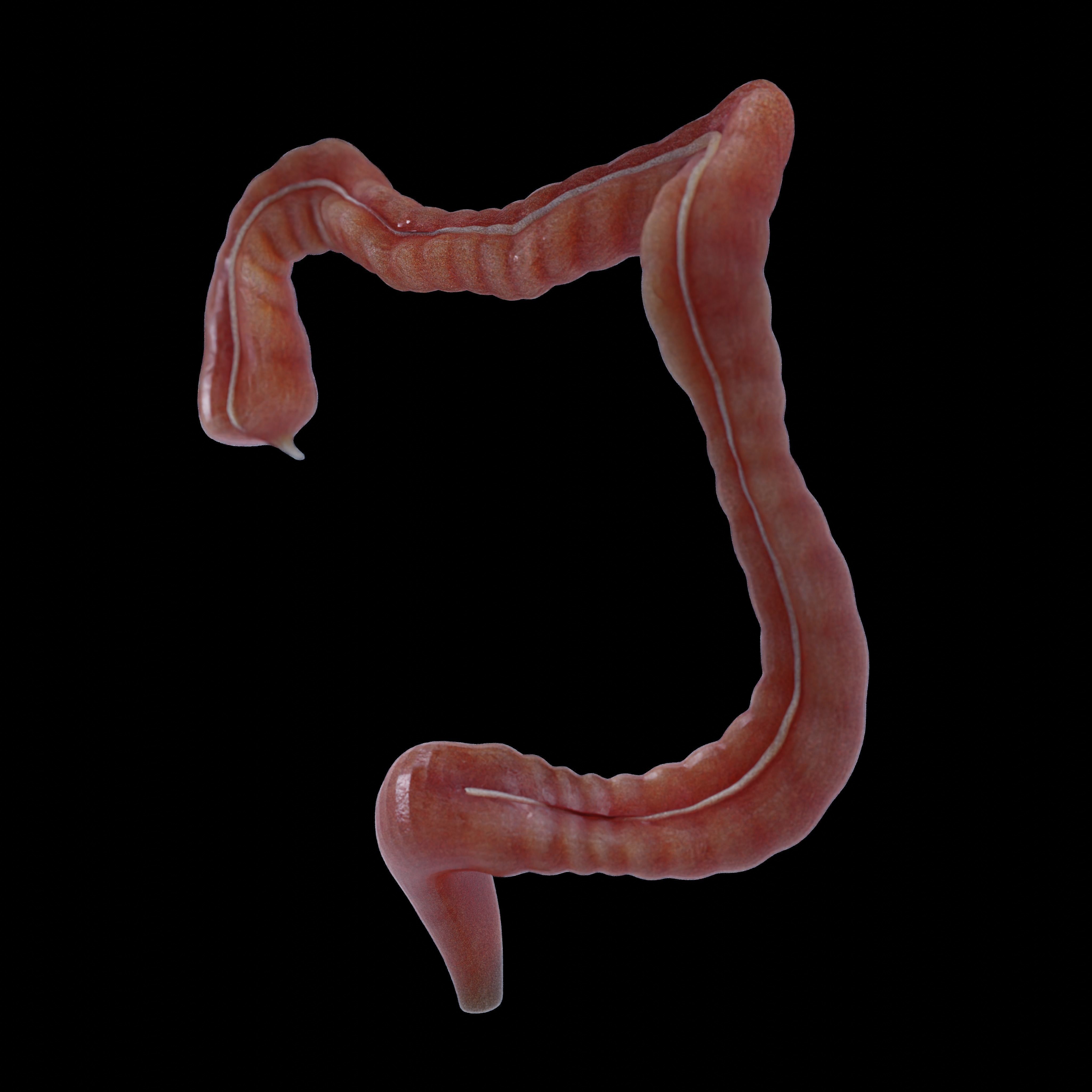 Large Intestine 3D model | CGTrader