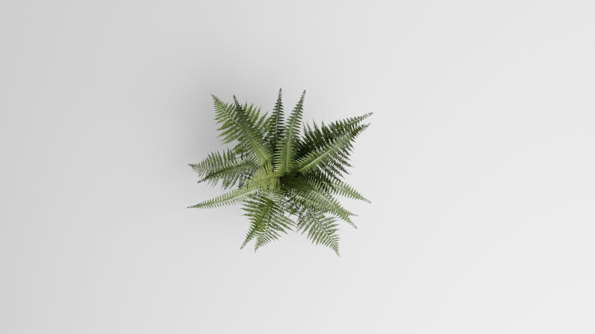 3D model Modern Fern Plant Pot 3D Model VR / AR / low-poly | CGTrader