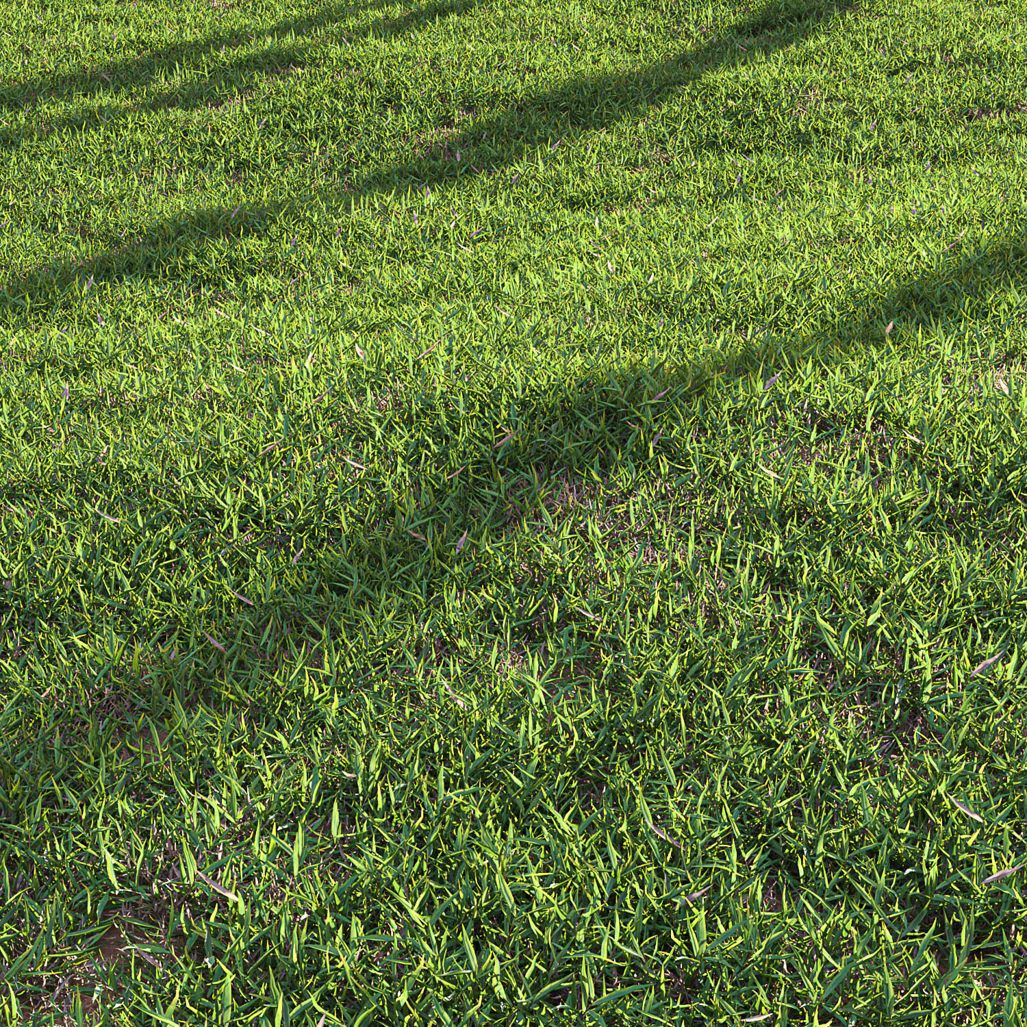 Bermuda grass 3D model | CGTrader