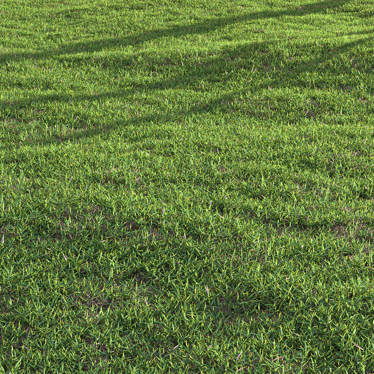 Bermuda grass 3D model | CGTrader