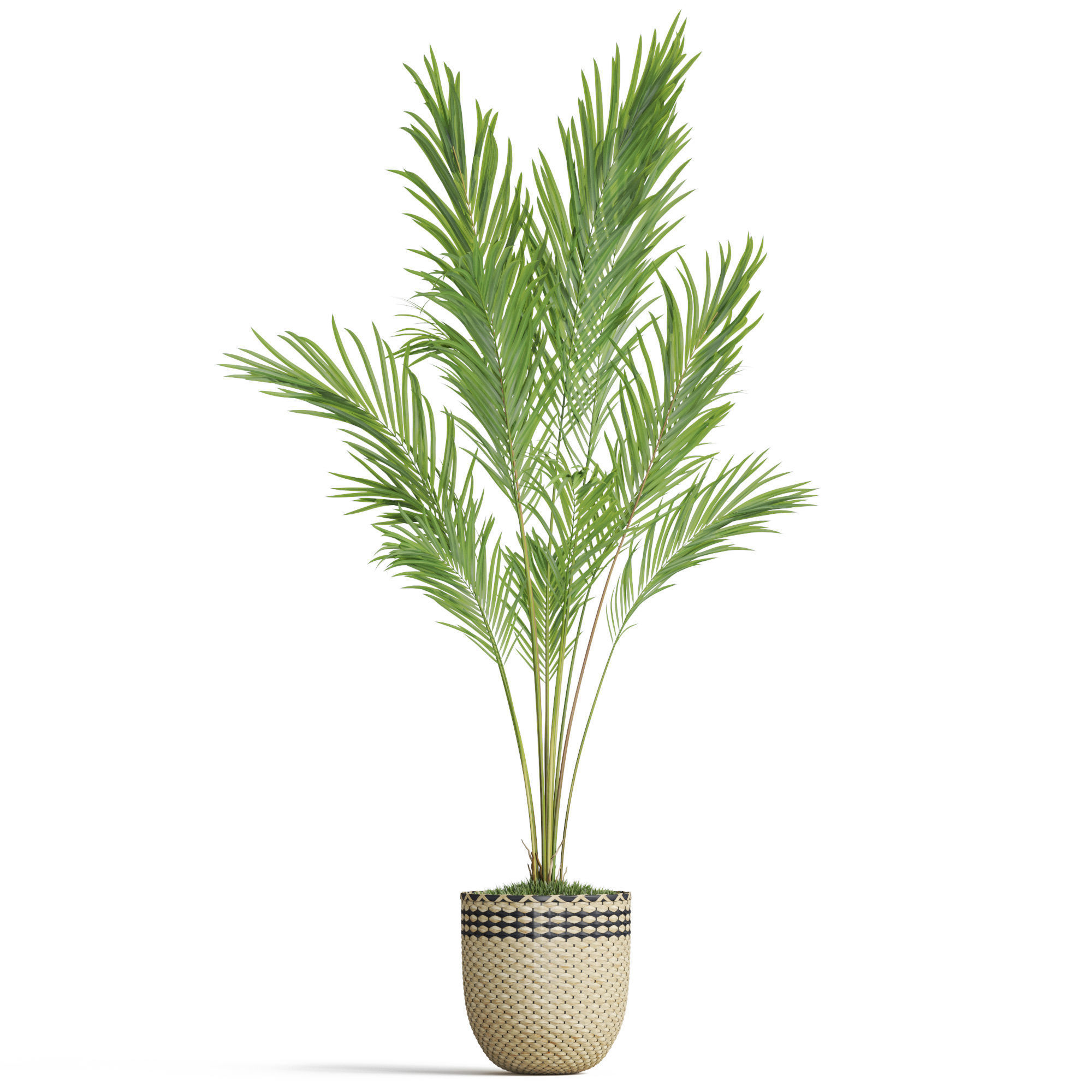 Plants collection 774 3D model | CGTrader