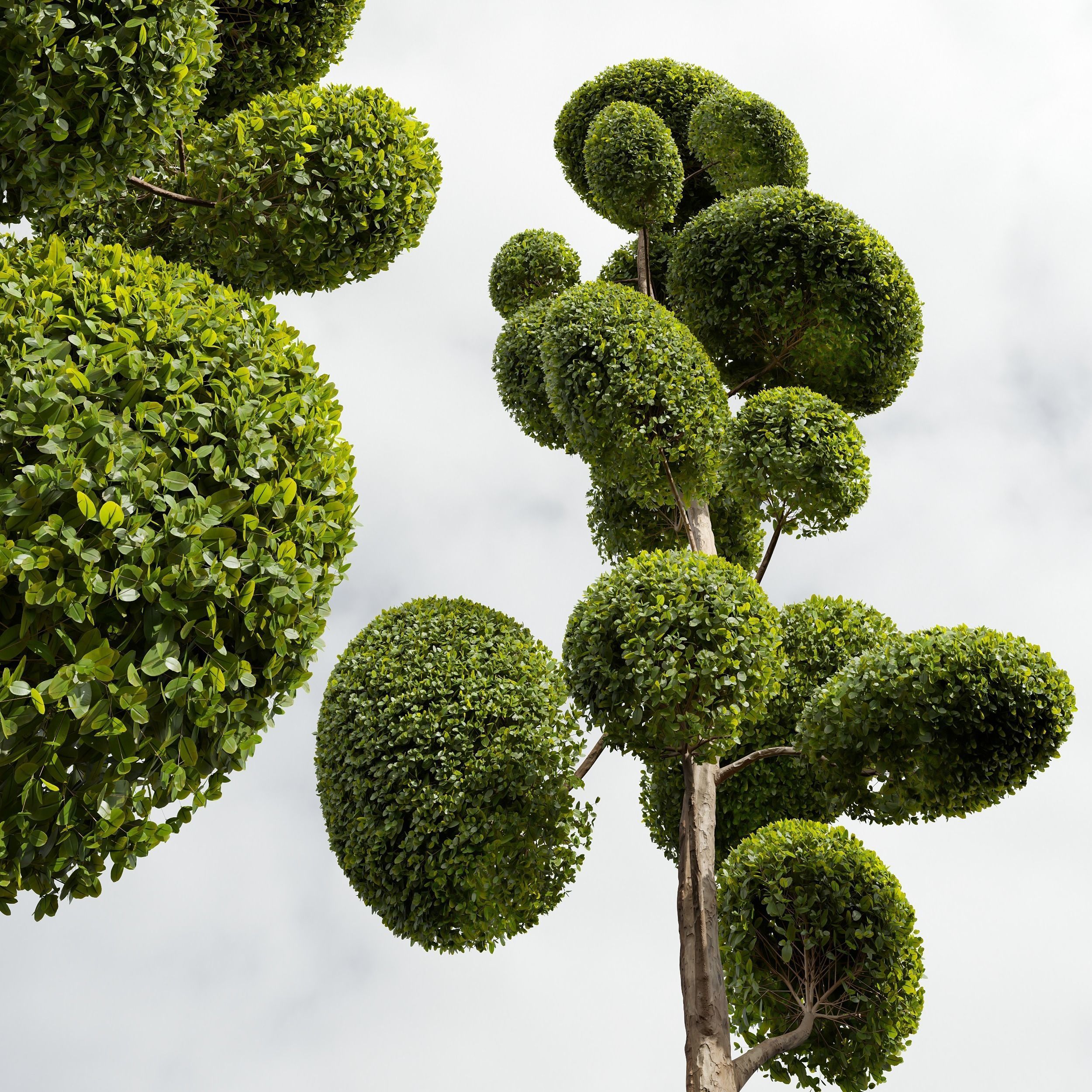 New Plant Ficus Concinna Bonsai Pruned02 Tree 3D model | CGTrader