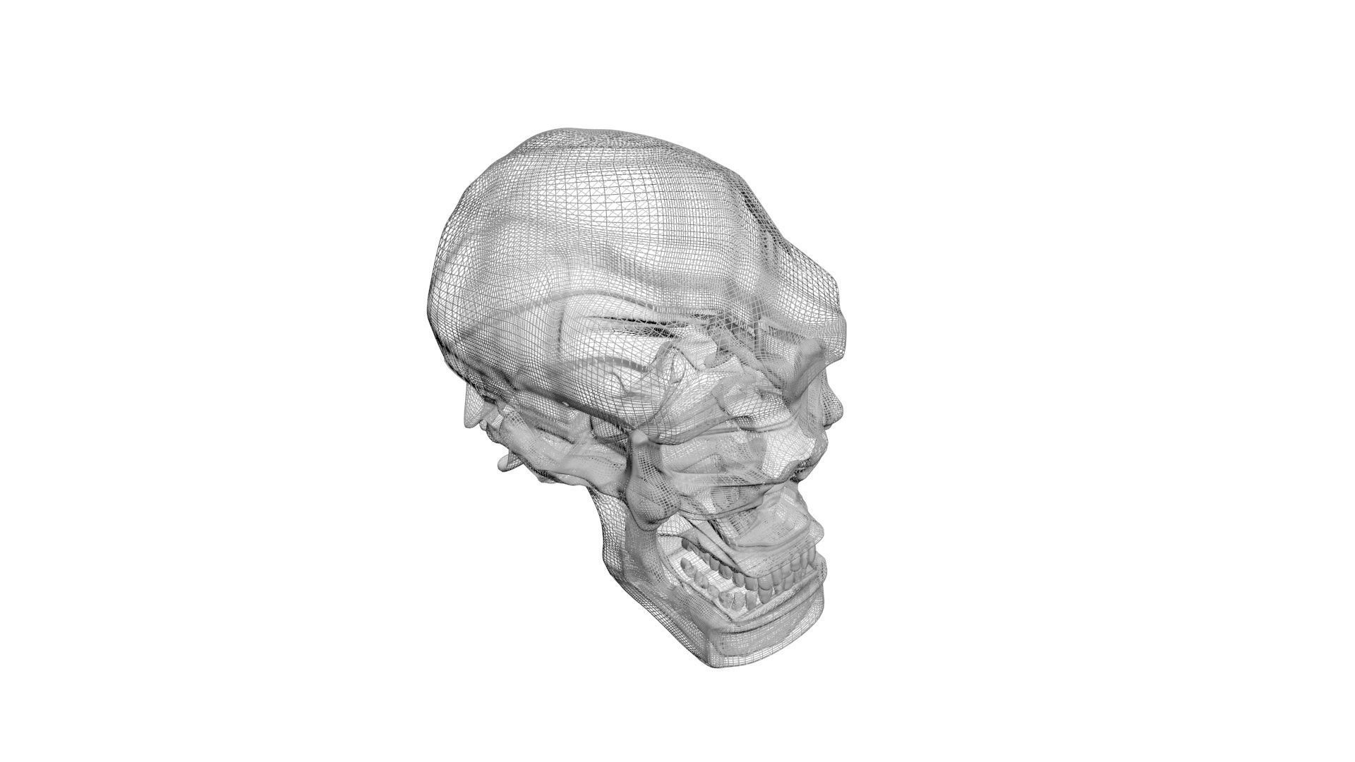 Human Skull 3D model | CGTrader
