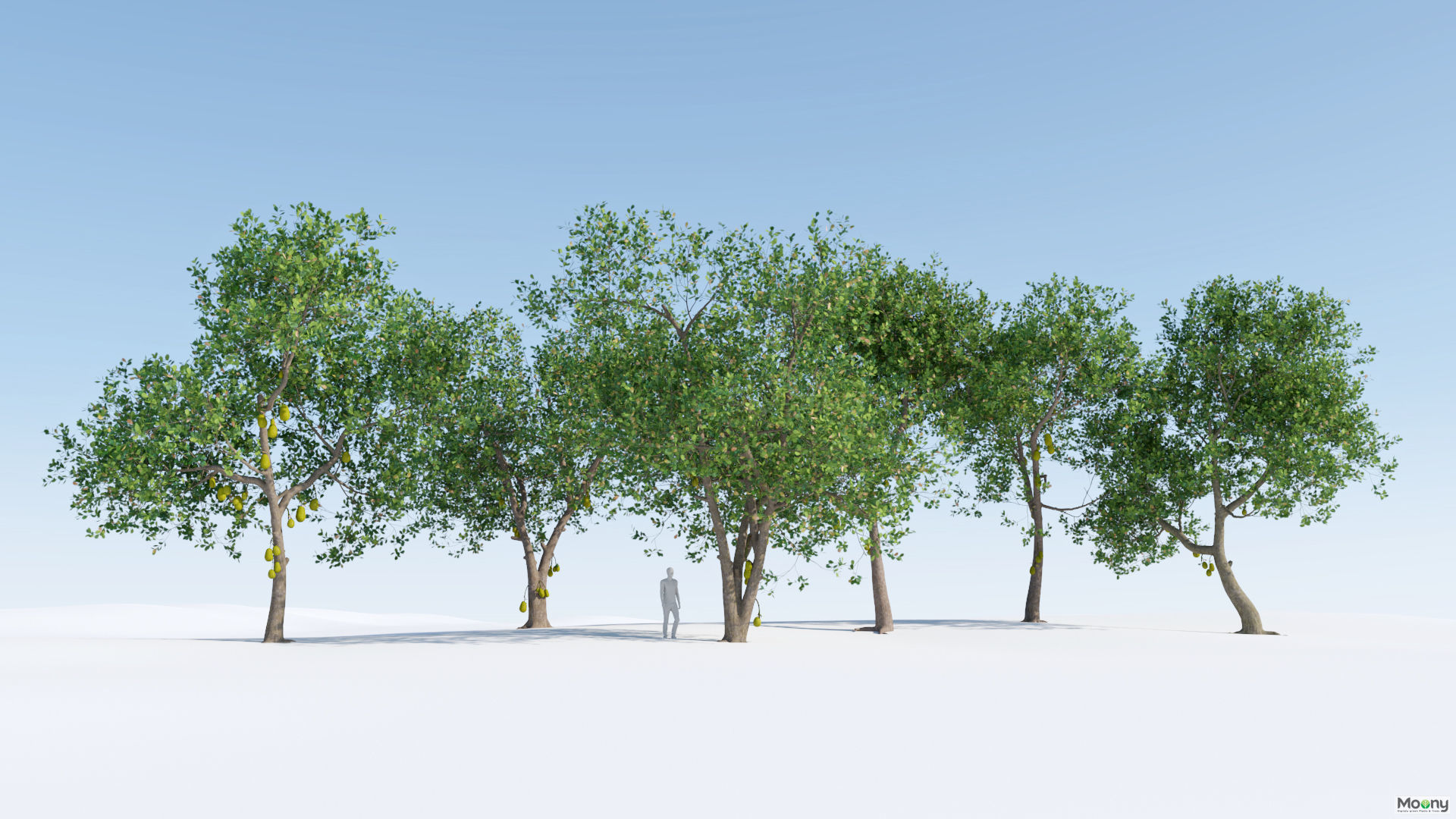 Jack Tree 3D model | CGTrader