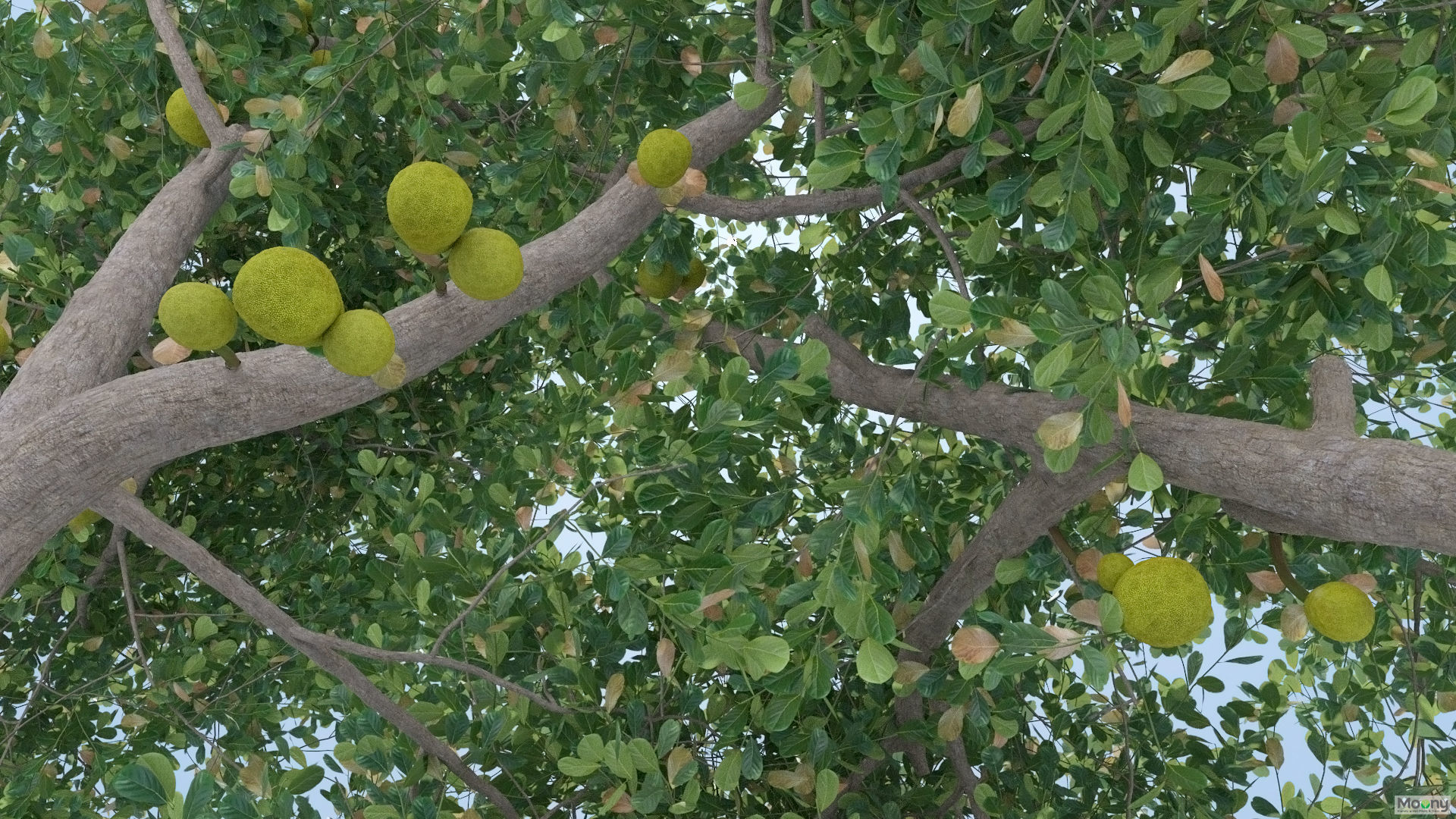 Jack Tree 3D model | CGTrader