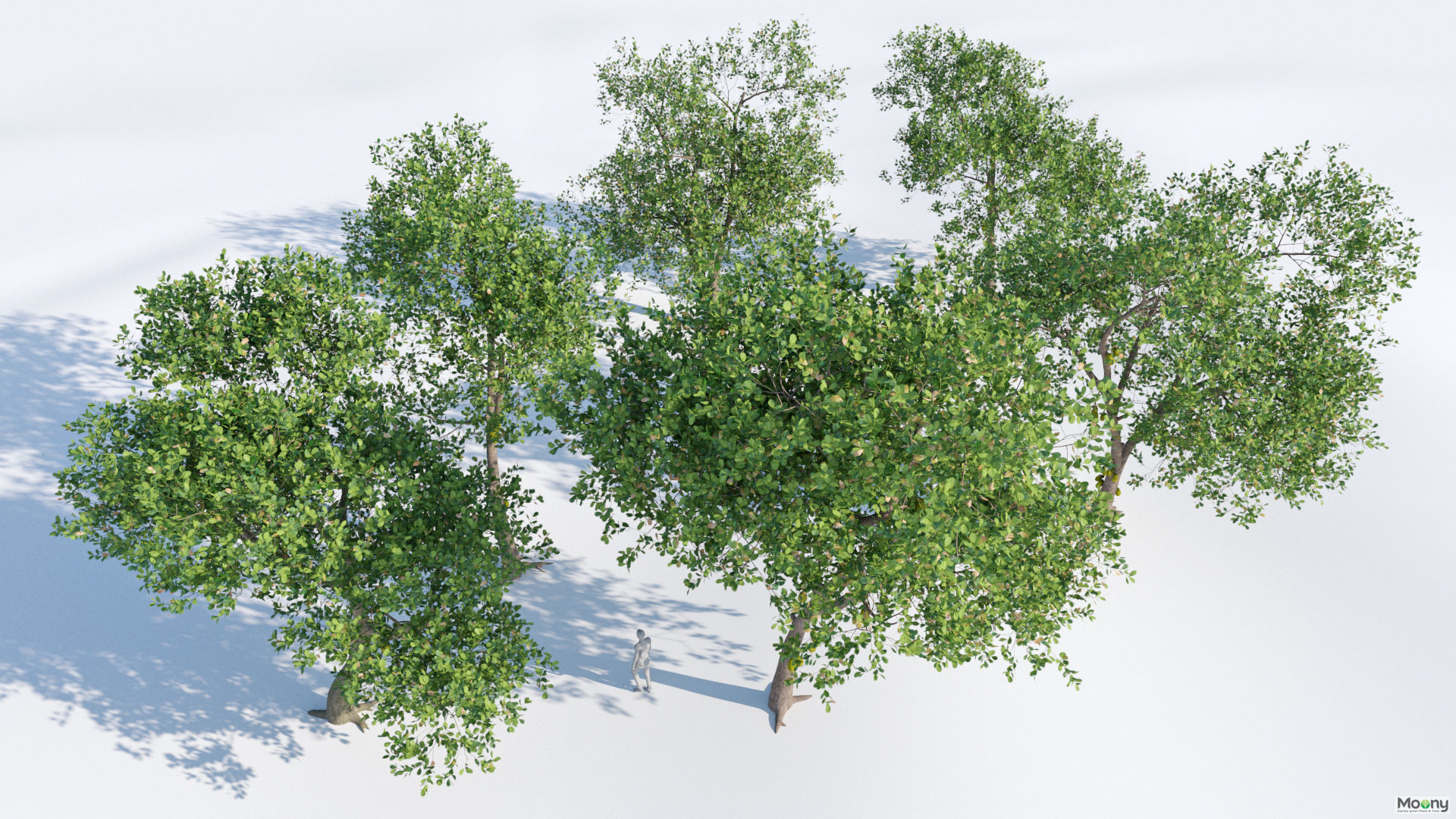 Jack Tree 3D model | CGTrader