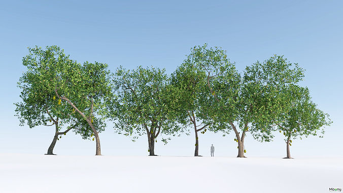 Jack Tree 3D model | CGTrader