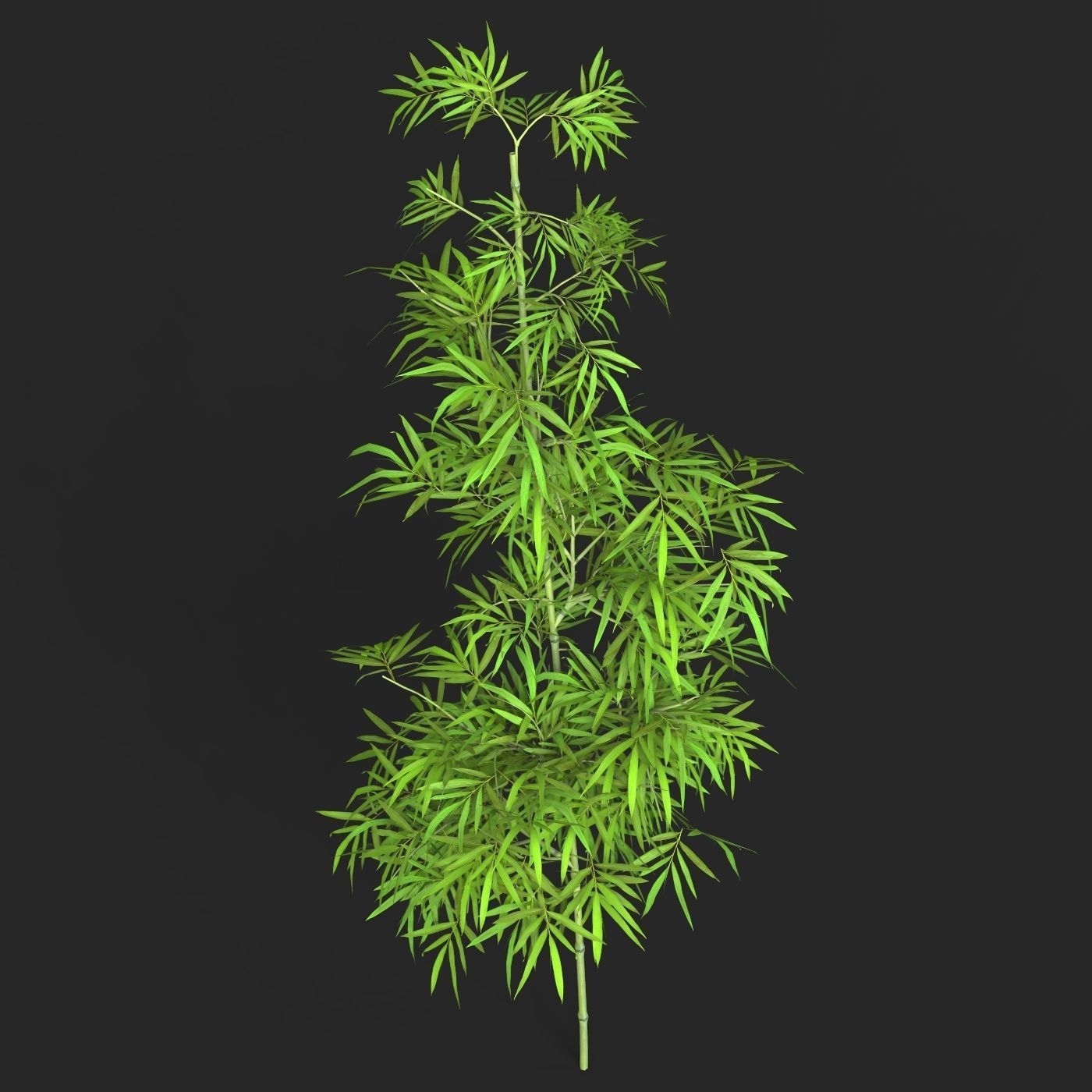 3D model Realistic Game Ready Bamboo Tree 02 VR / AR / low-poly | CGTrader