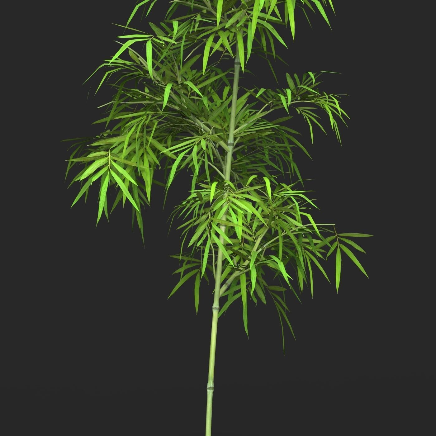 3D model Realistic Game Ready Bamboo Tree 02 VR / AR / low-poly | CGTrader