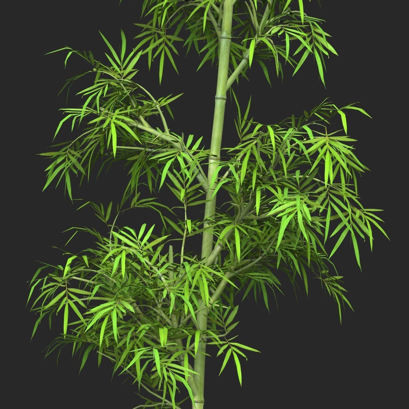 3D model Realistic Game Ready Bamboo Tree 04 VR / AR / low-poly | CGTrader
