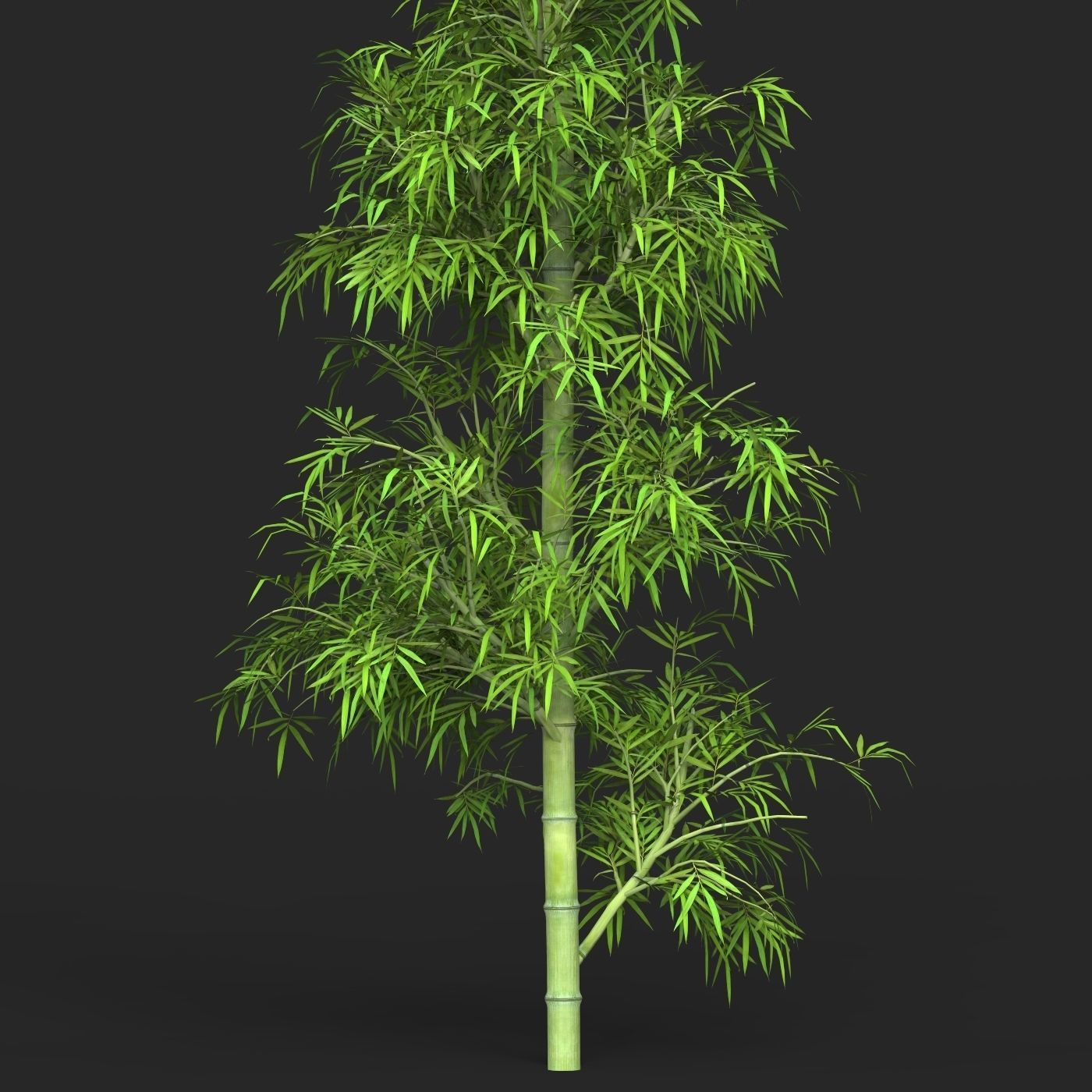 Realistic Game Ready Bamboo Tree 08 3D model | CGTrader