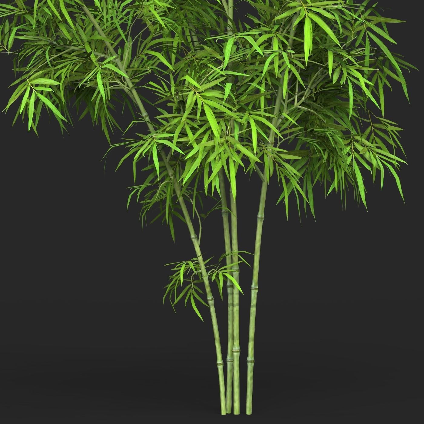 Realistic Game Ready Bamboo Tree 11 3D model | CGTrader