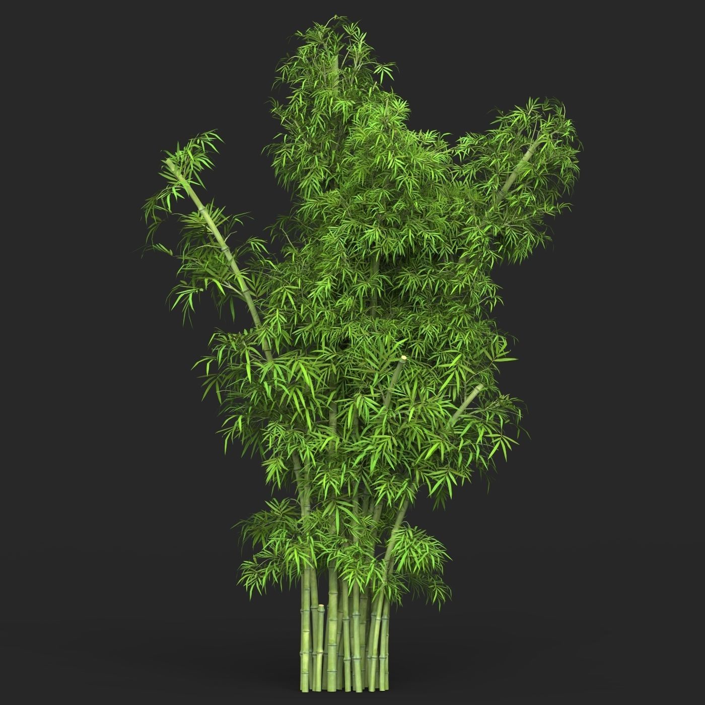 Realistic Game Ready Bamboo Tree 16 3D model | CGTrader