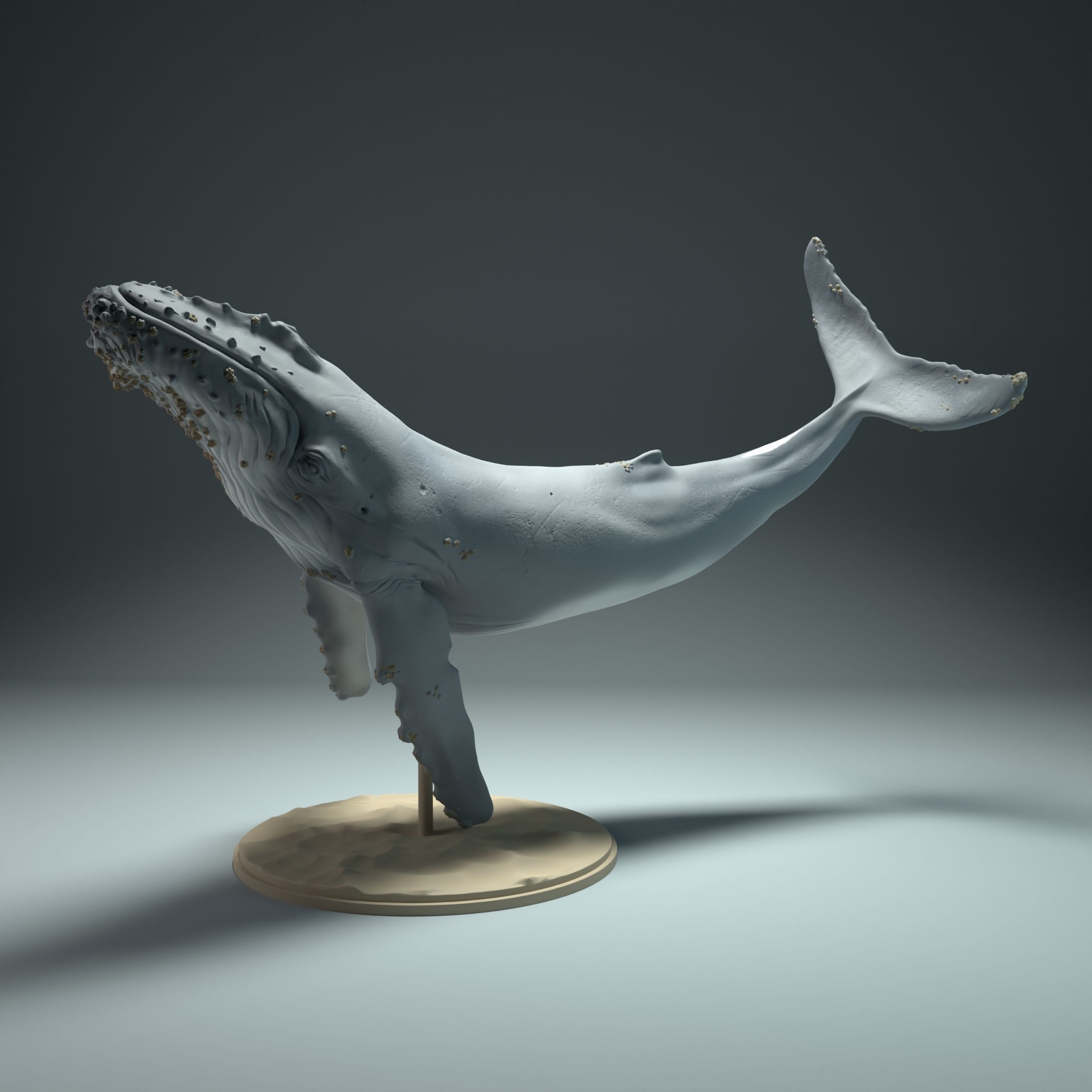 Humpback Whale 3D model 3D printable | CGTrader
