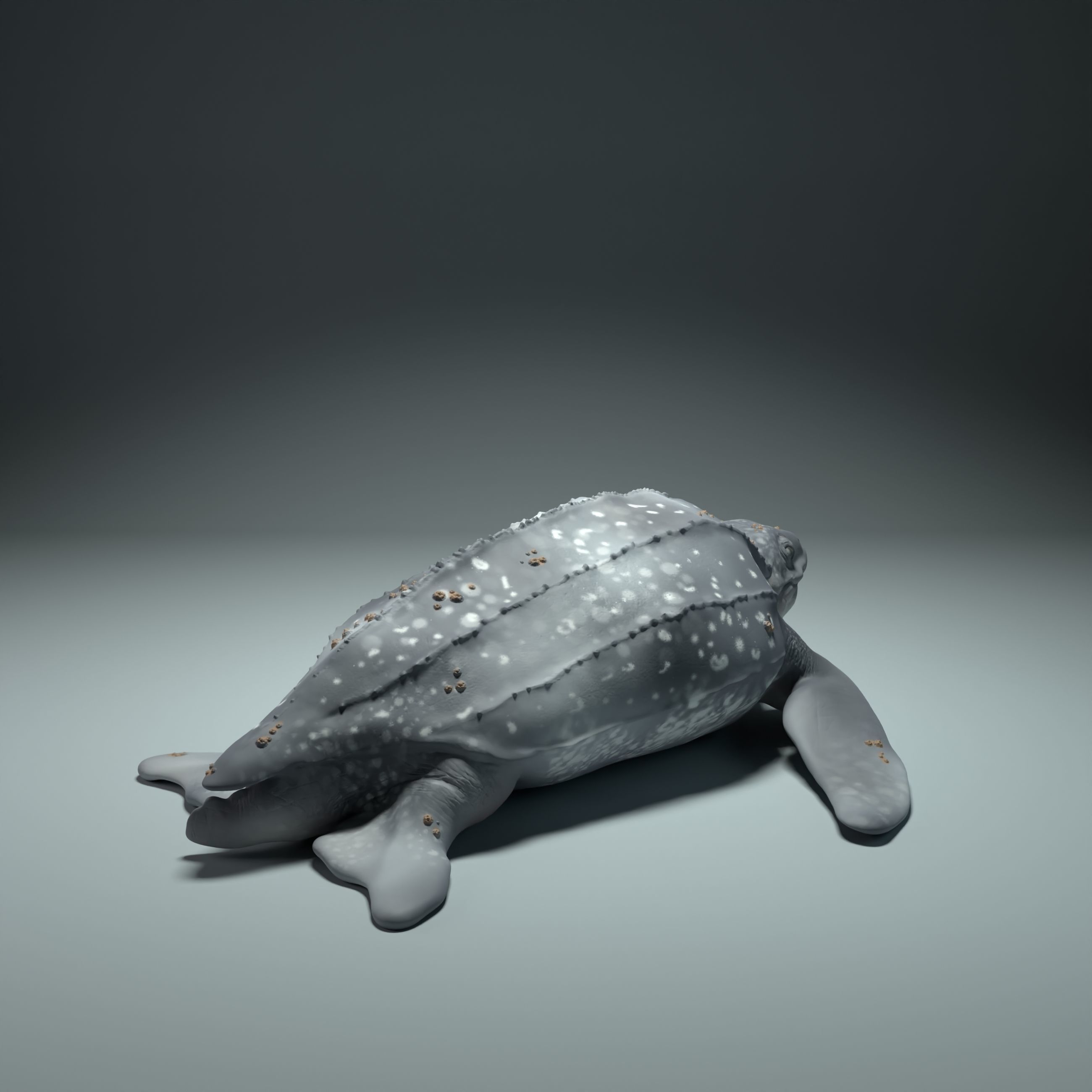 Leatherback Sea Turtle 3D model 3D printable | CGTrader
