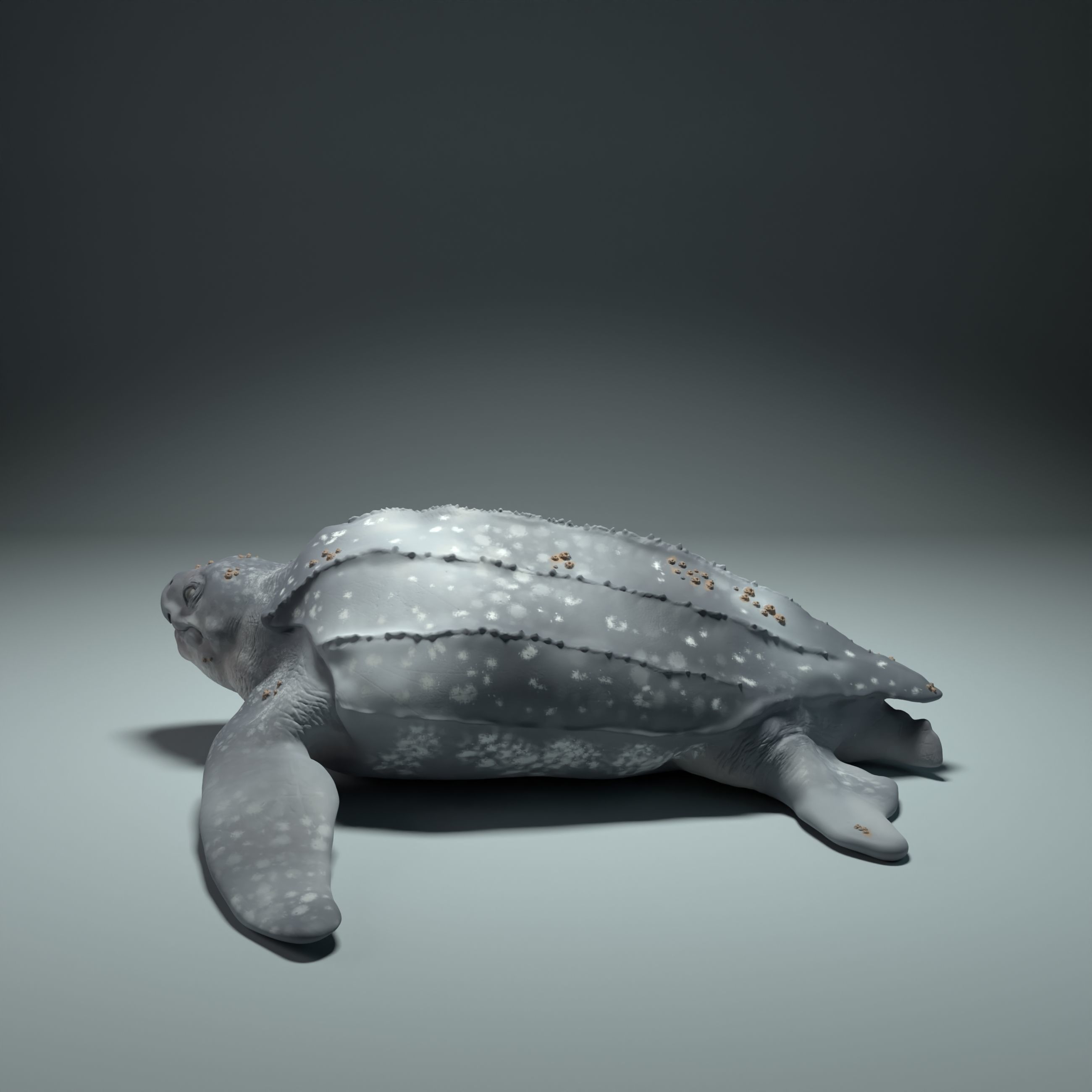 Leatherback Sea Turtle 3D model 3D printable | CGTrader