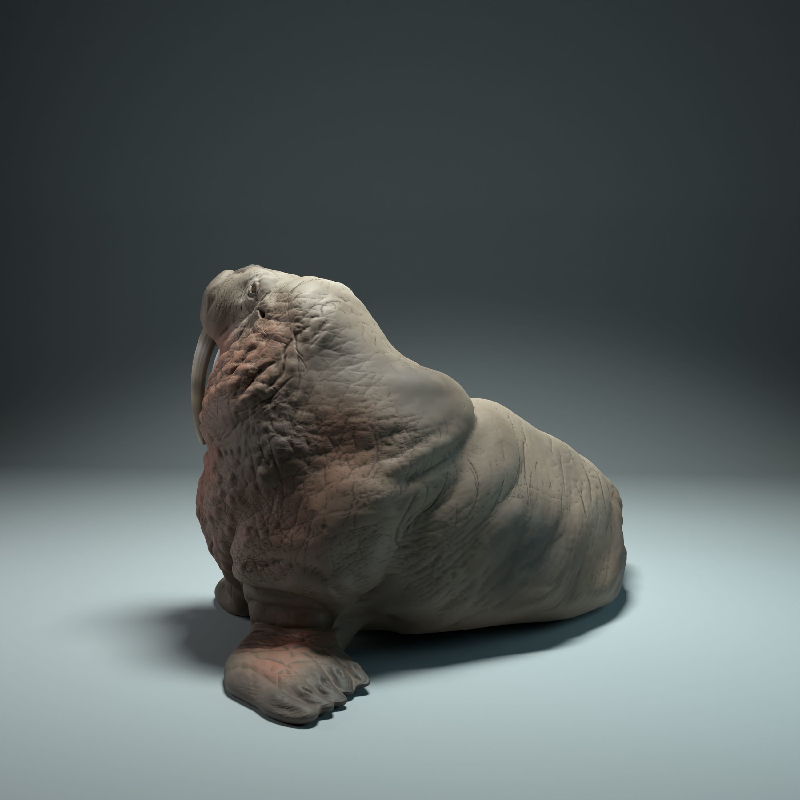 Walrus 3D model 3D printable | CGTrader