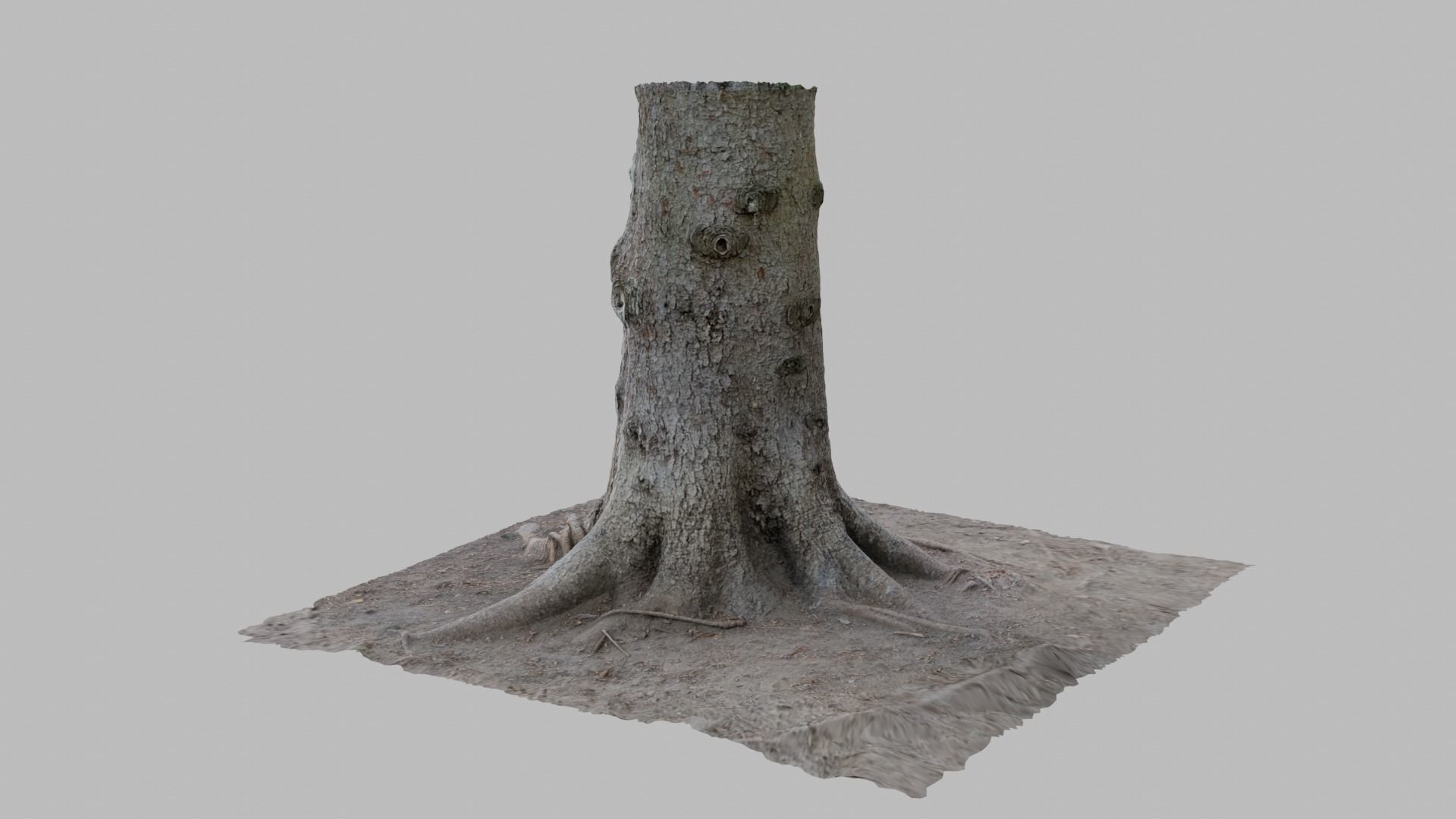 Pine Tree Trunk - Photoscan 3D Model - Varying LOD free VR / AR / low ...