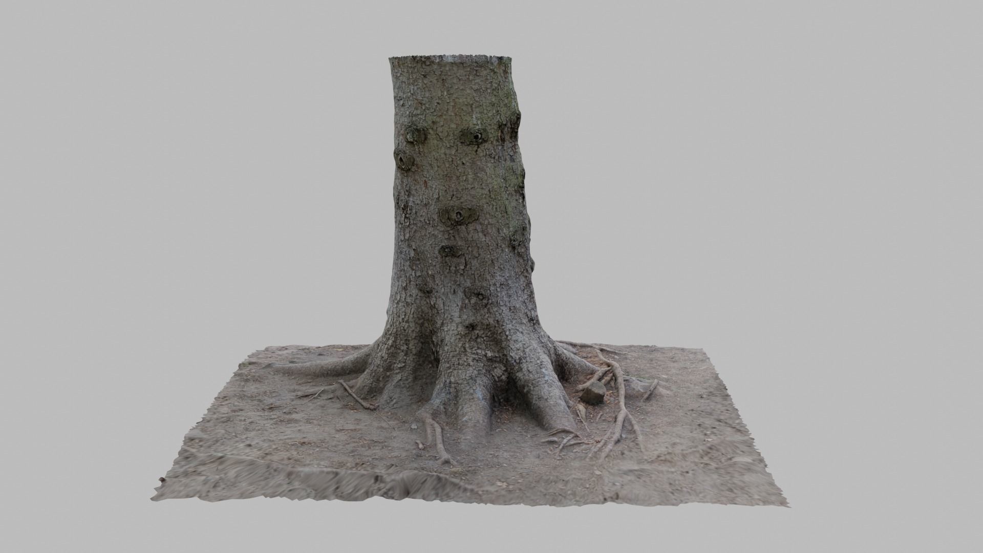Pine Tree Trunk - Photoscan 3D Model - Varying LOD free VR / AR / low ...