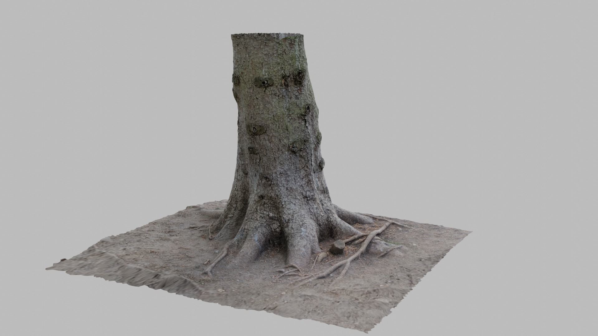 Pine Tree Trunk - Photoscan 3D Model - Varying LOD free VR / AR / low ...