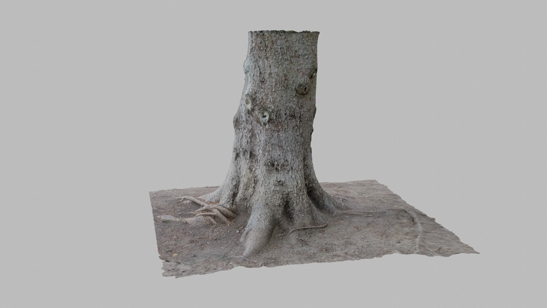 Pine Tree Trunk - Photoscan 3D Model - Varying LOD free VR / AR / low ...