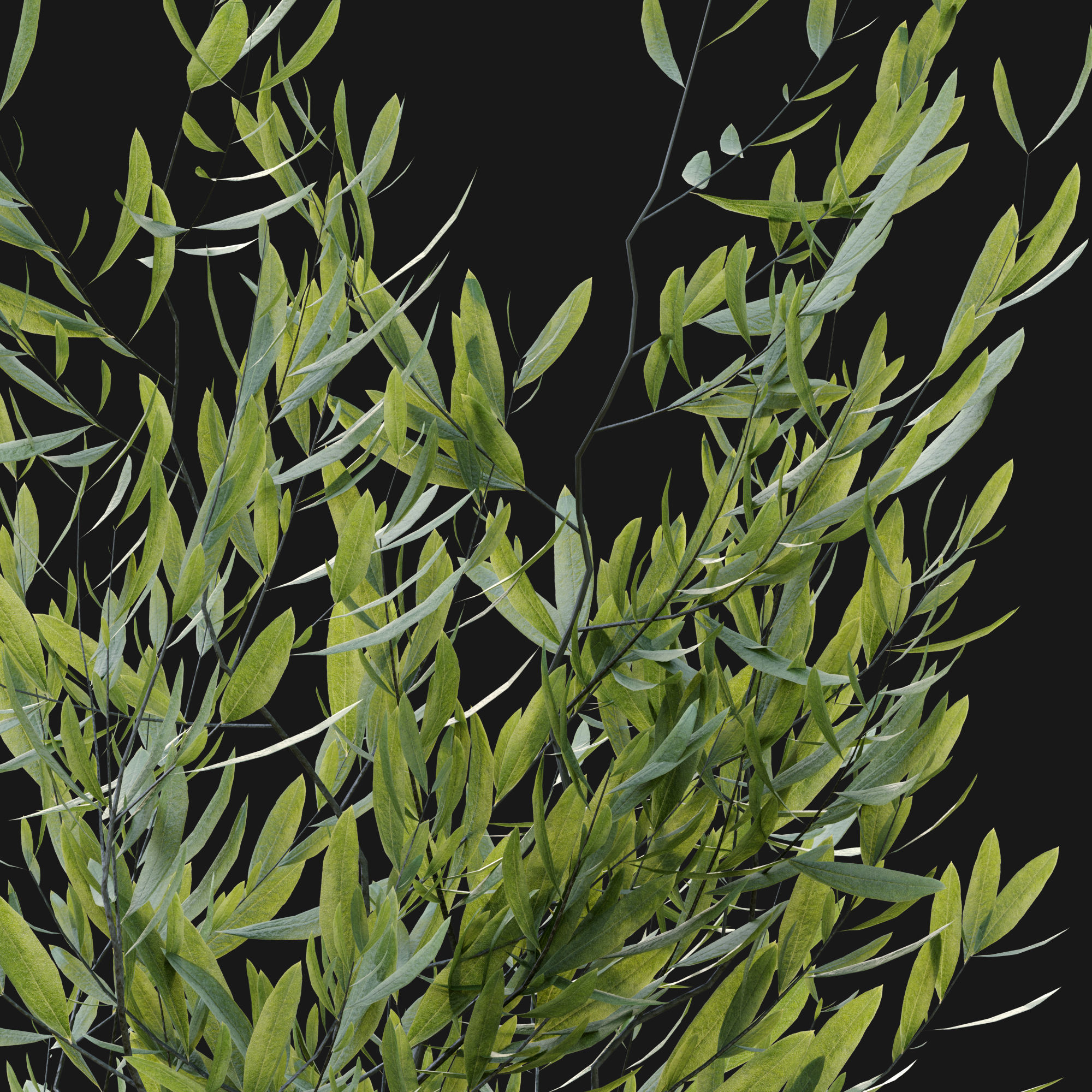 Young olive tree 3D model | CGTrader