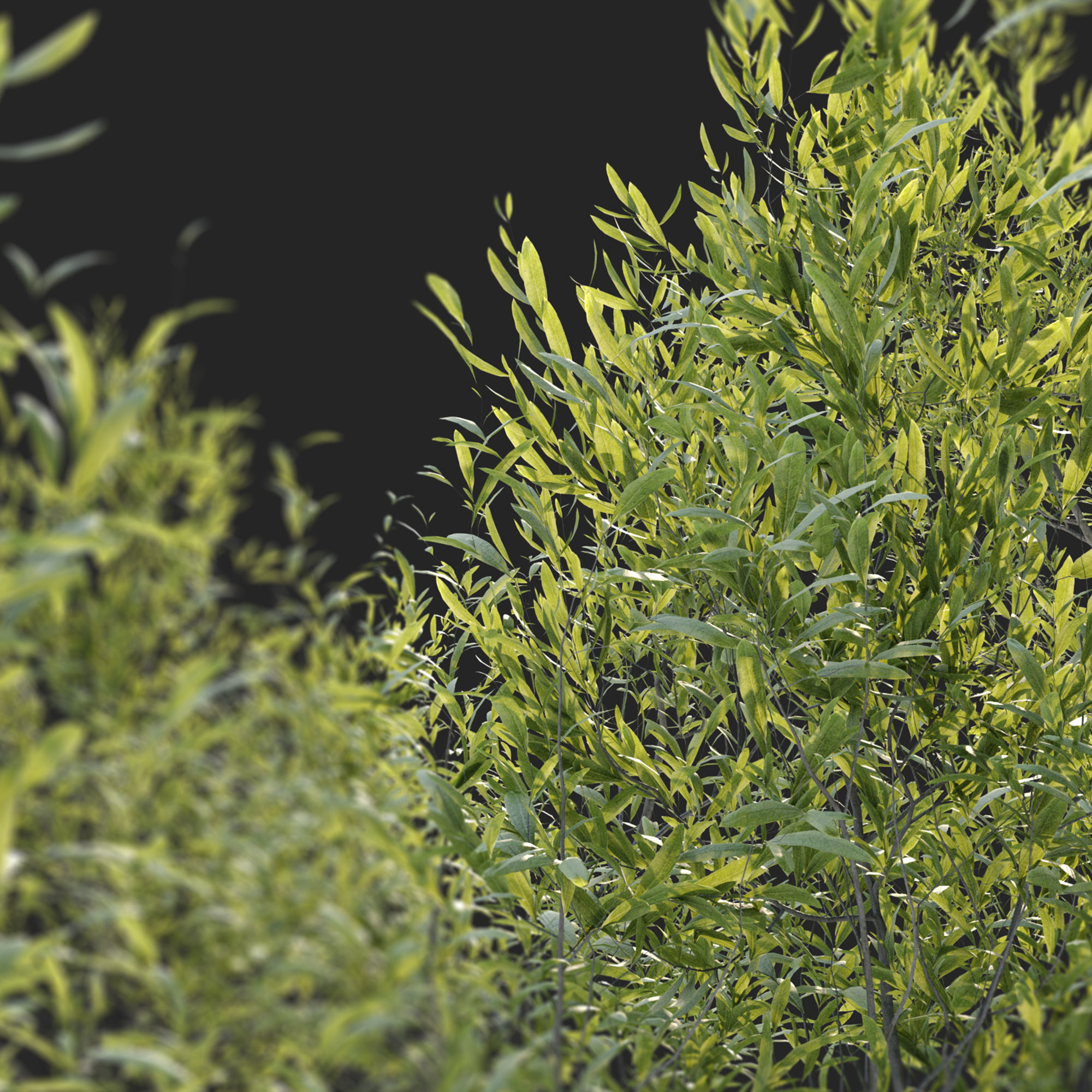 Young olive tree 3D model | CGTrader