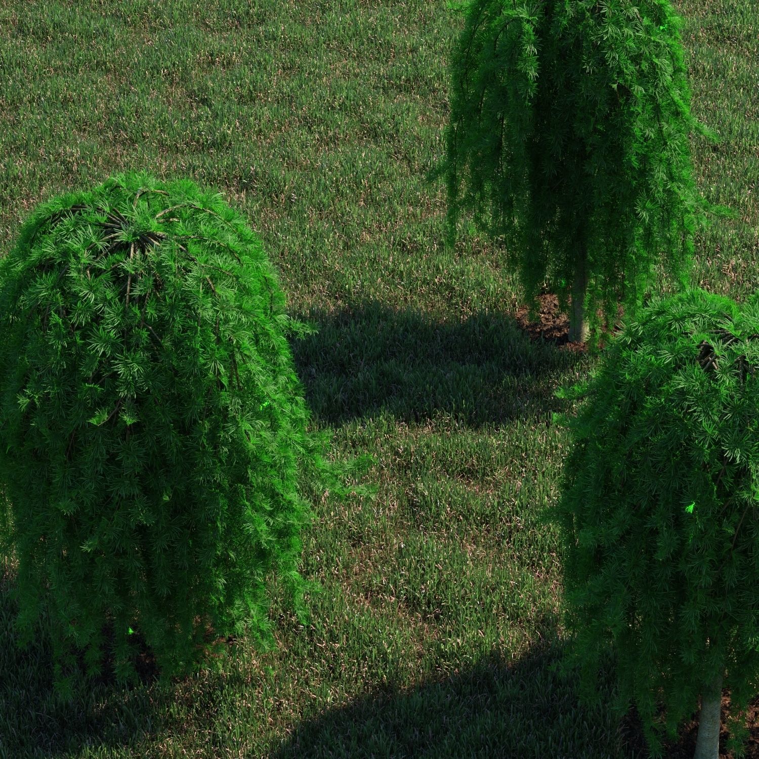 Larix Kaempferi Stiff Weeper 3D model | CGTrader