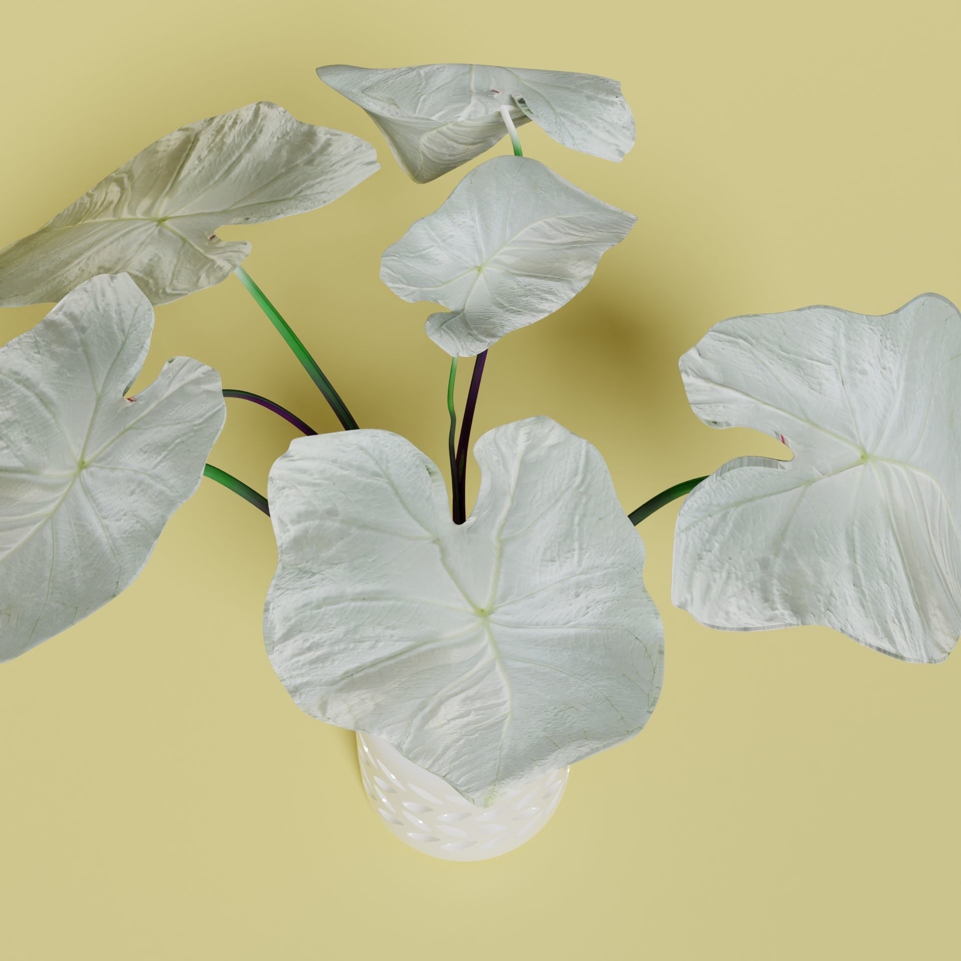 caladium moonlight florida 3D model | CGTrader