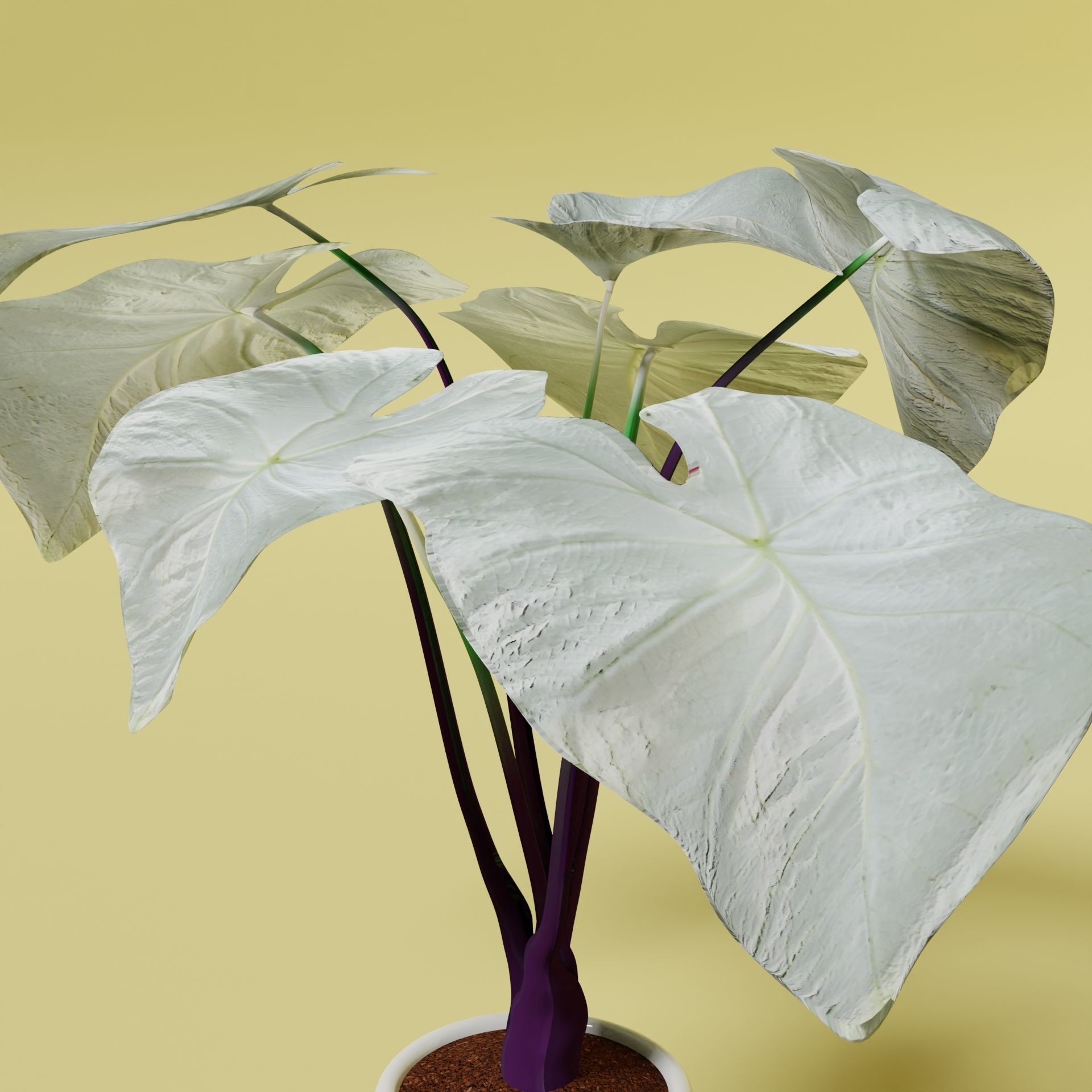 caladium moonlight florida 3D model | CGTrader