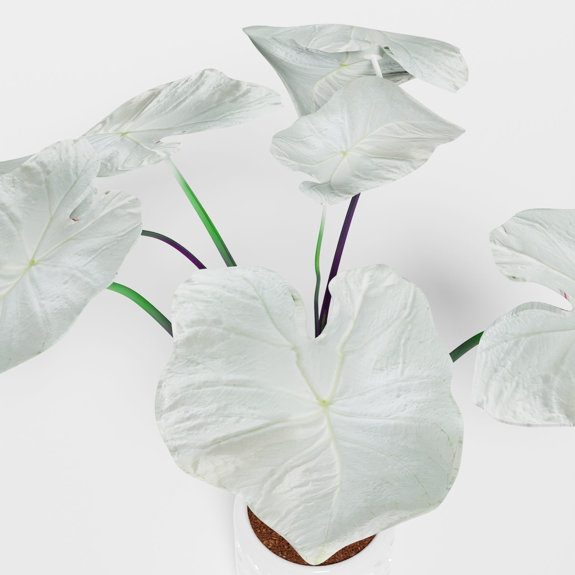 caladium moonlight florida 3D model | CGTrader