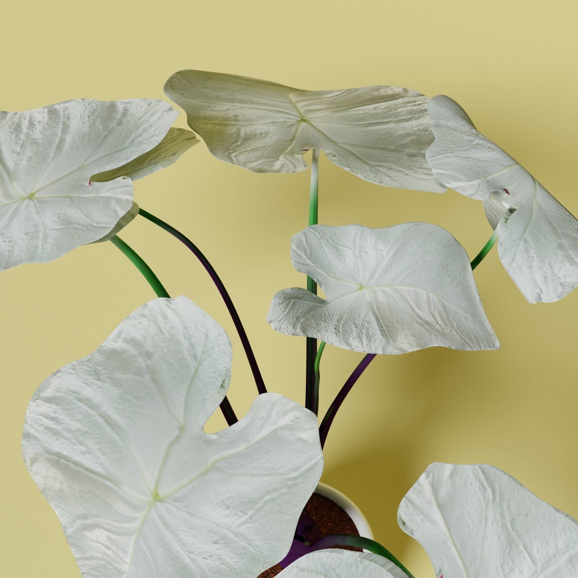 caladium moonlight florida 3D model | CGTrader