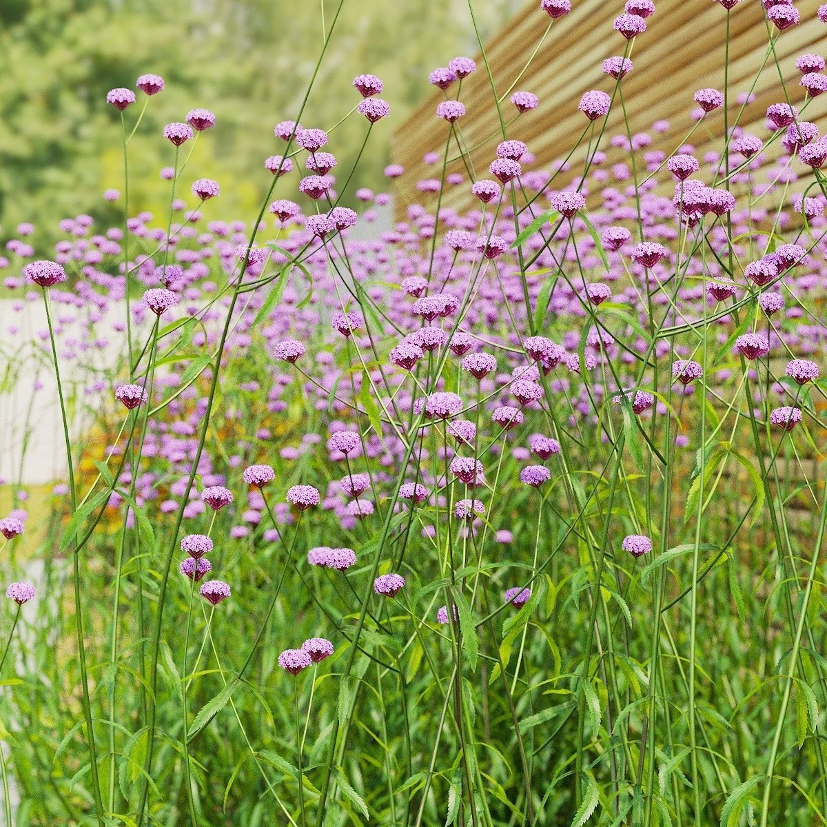 Verbena bonariensis 3D model | CGTrader