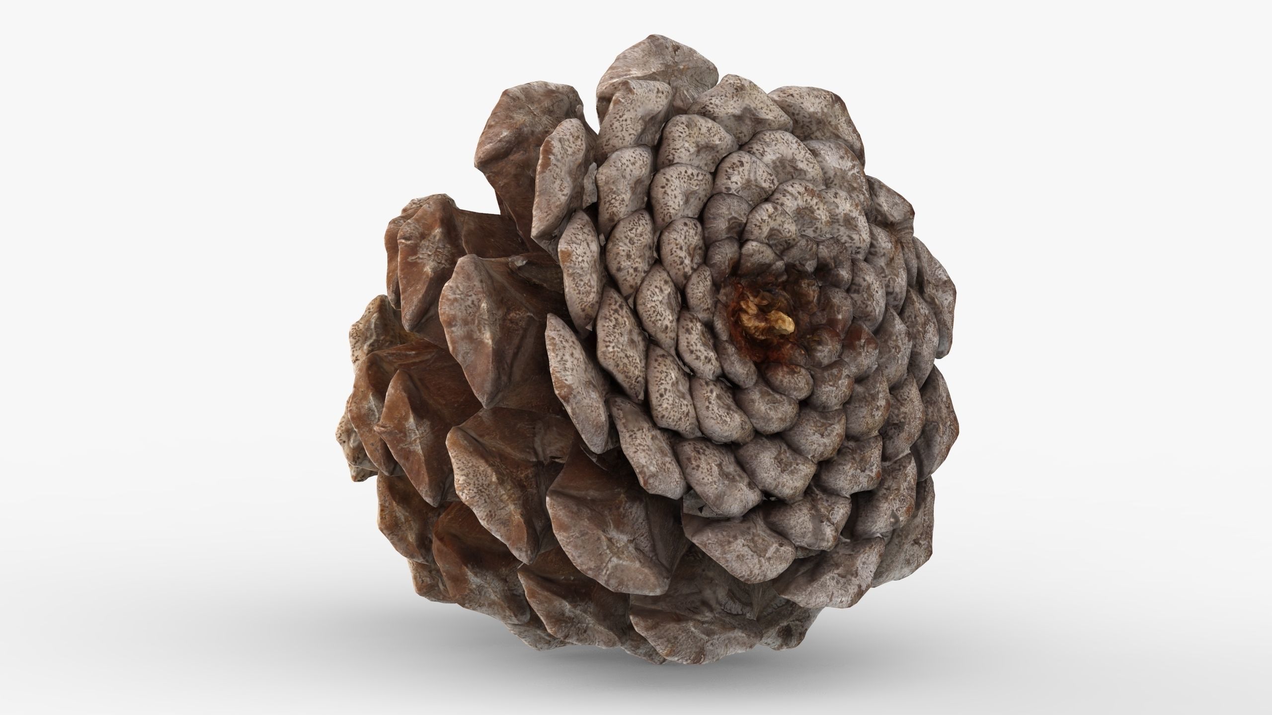 3D model Pine cone 3d model with LODs VR / AR / low-poly | CGTrader