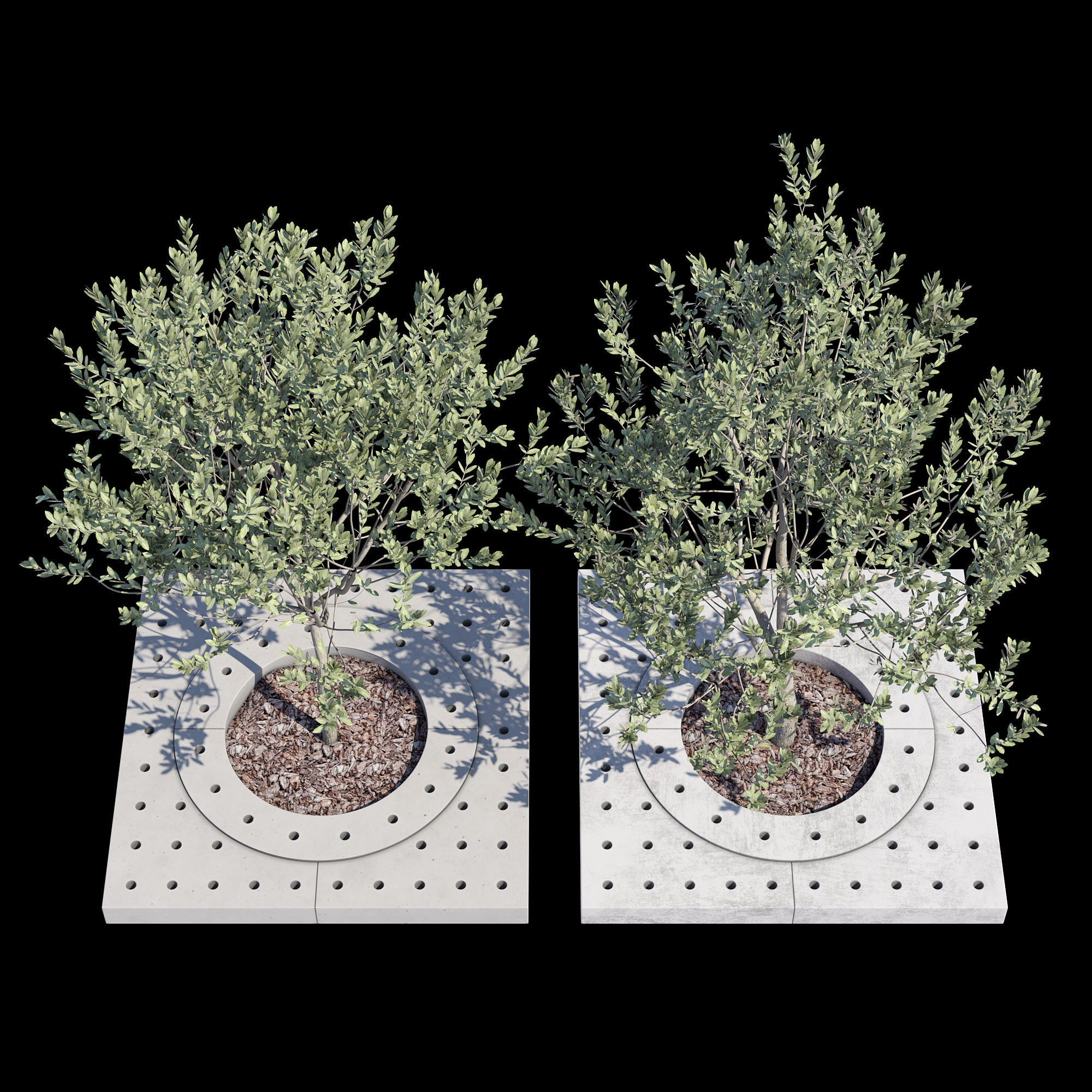 Surrounds two trees in concrete planter 3D model | CGTrader