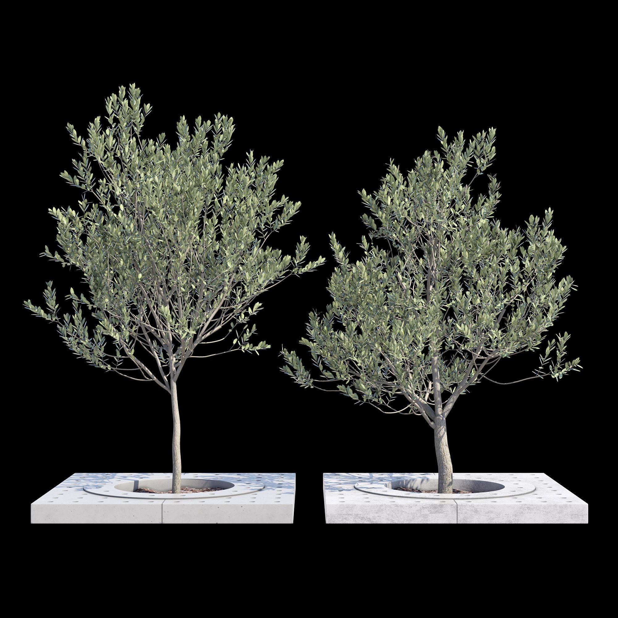 Surrounds two trees in concrete planter 3D model | CGTrader