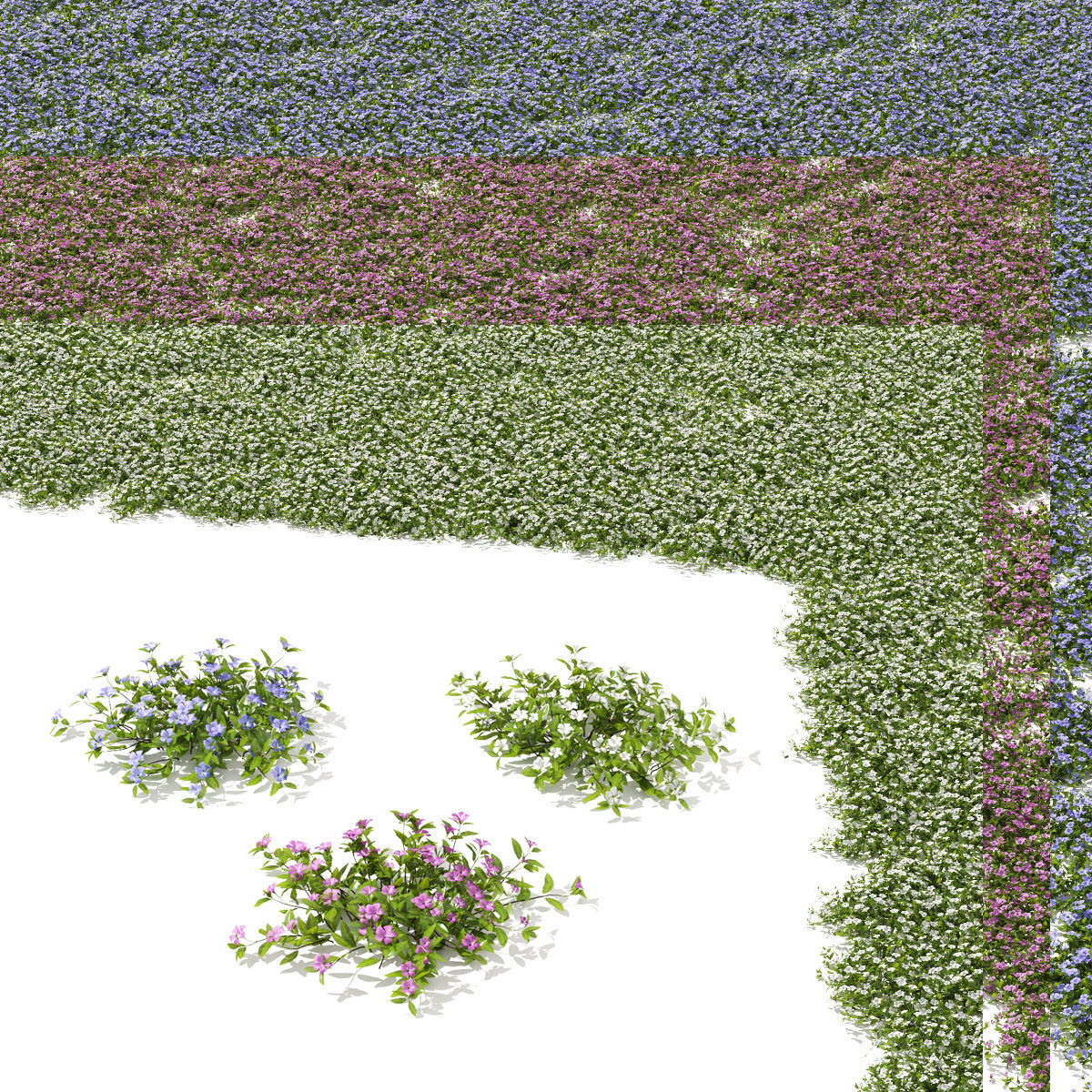 Vinca minor 3D model | CGTrader