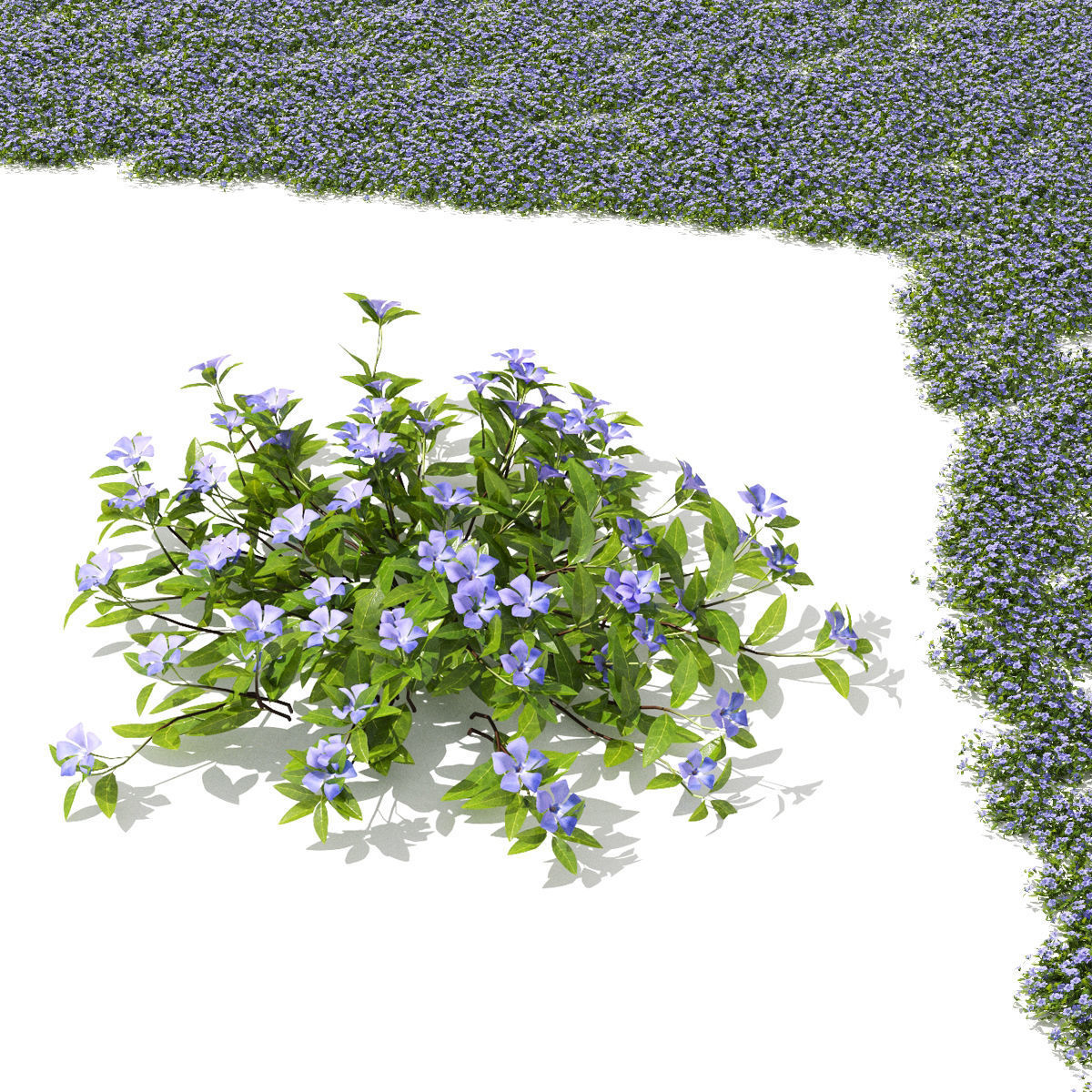 Vinca minor 3D model | CGTrader