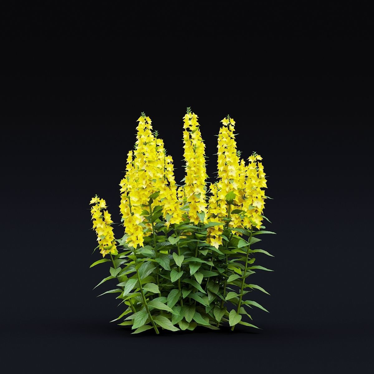 Lysimachia punctata flower 3D model | CGTrader