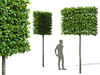 Fagus sylvatica pleached 3D model | CGTrader