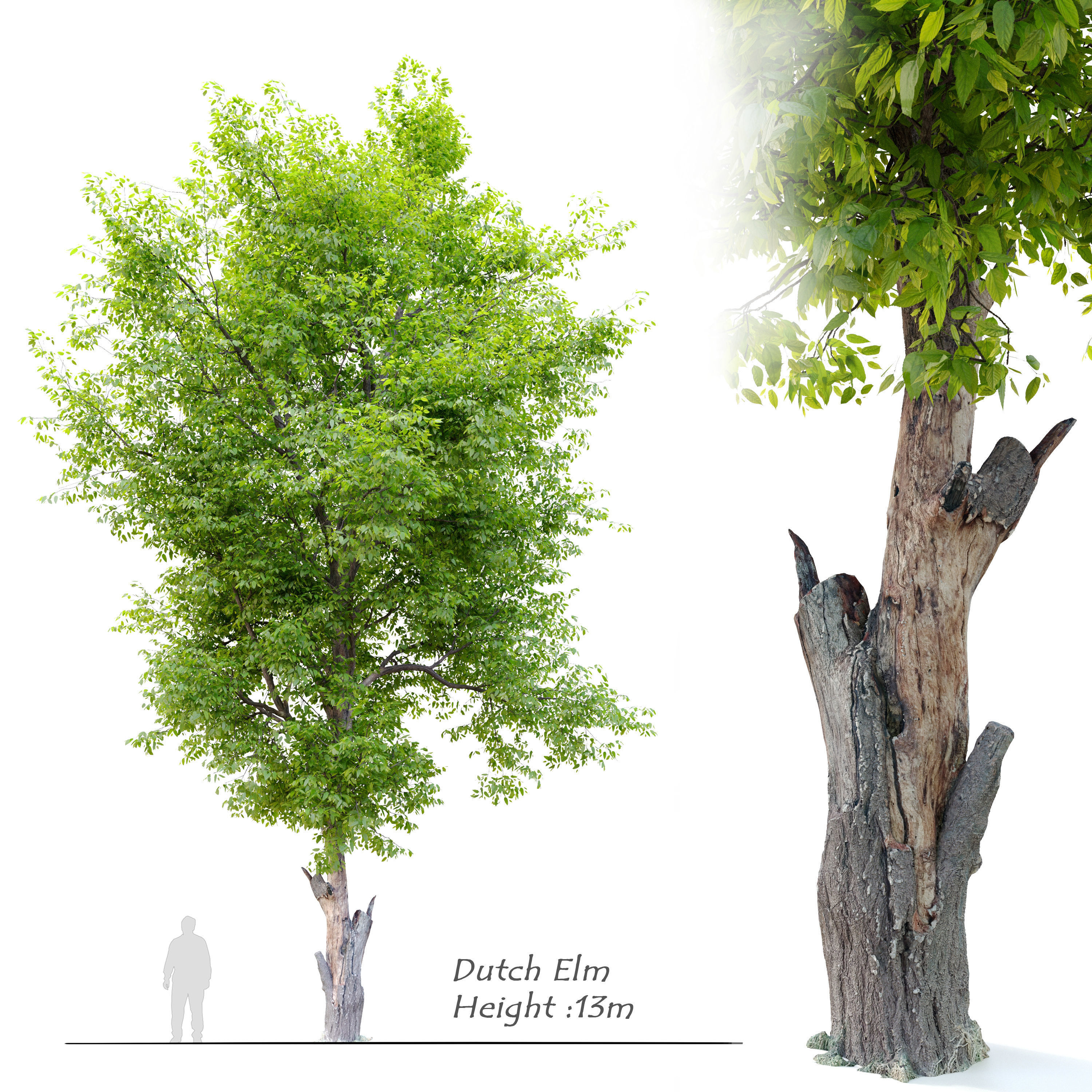 Dutch Elm 3D model | CGTrader