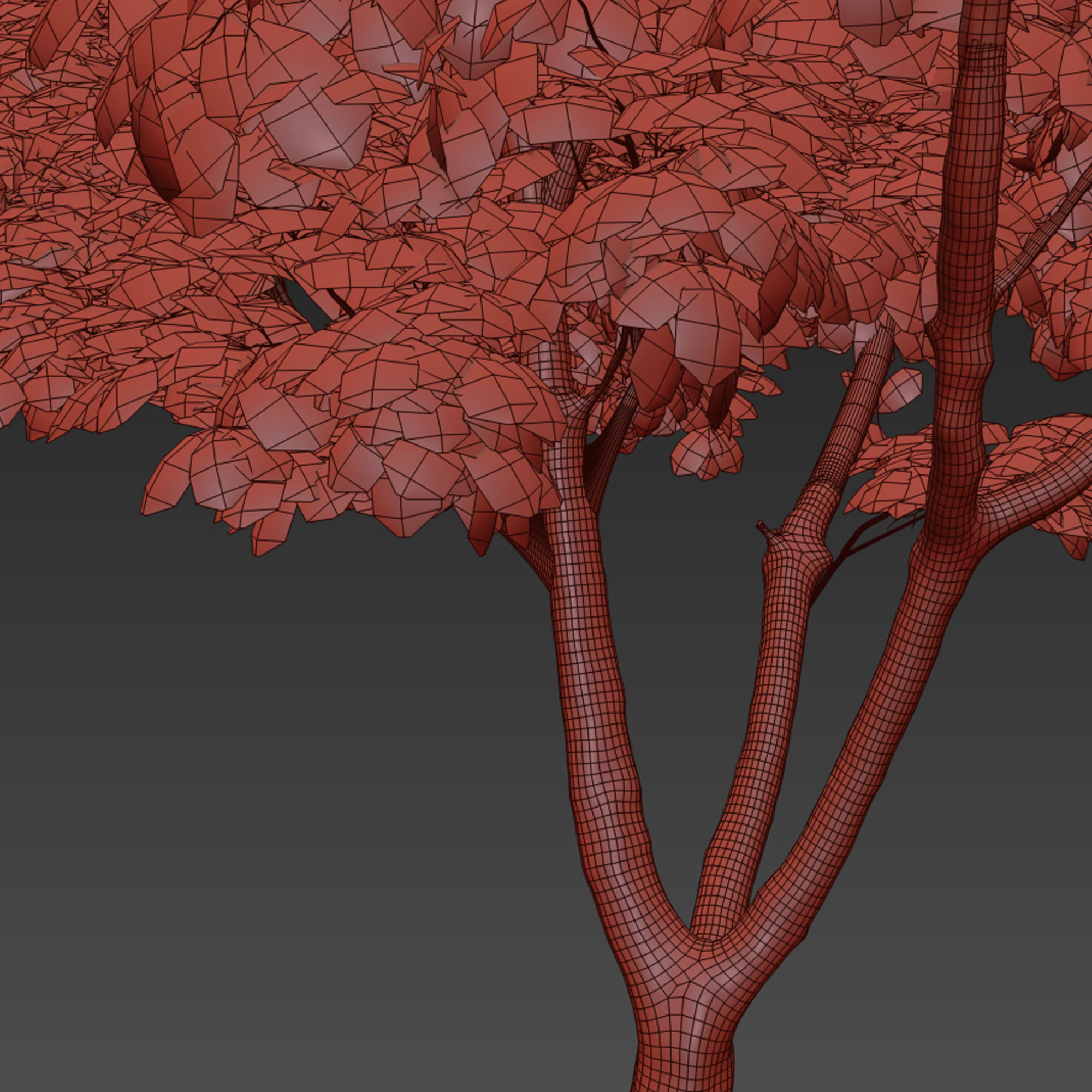 Fraxinus velutina 3D model | CGTrader