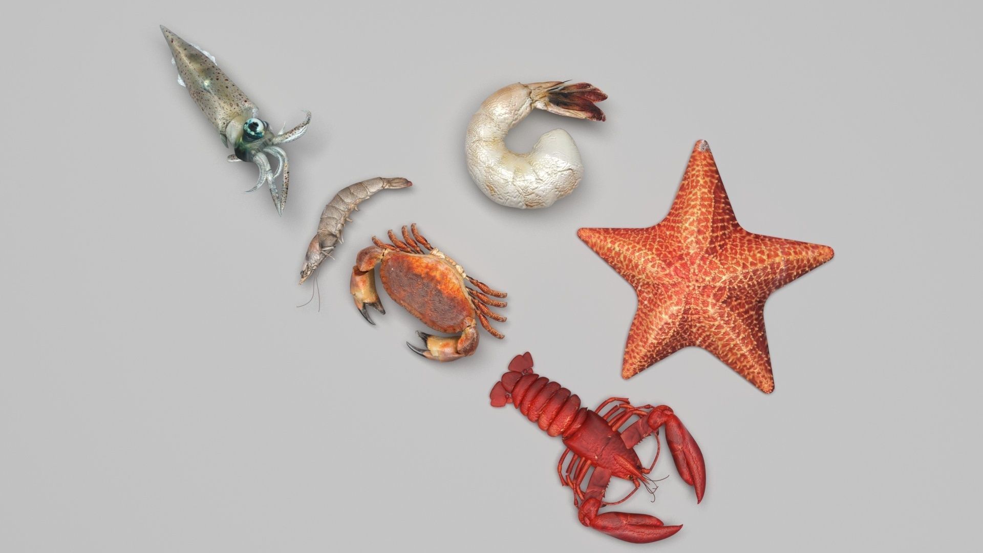Sea Creatures Set 3D model | CGTrader