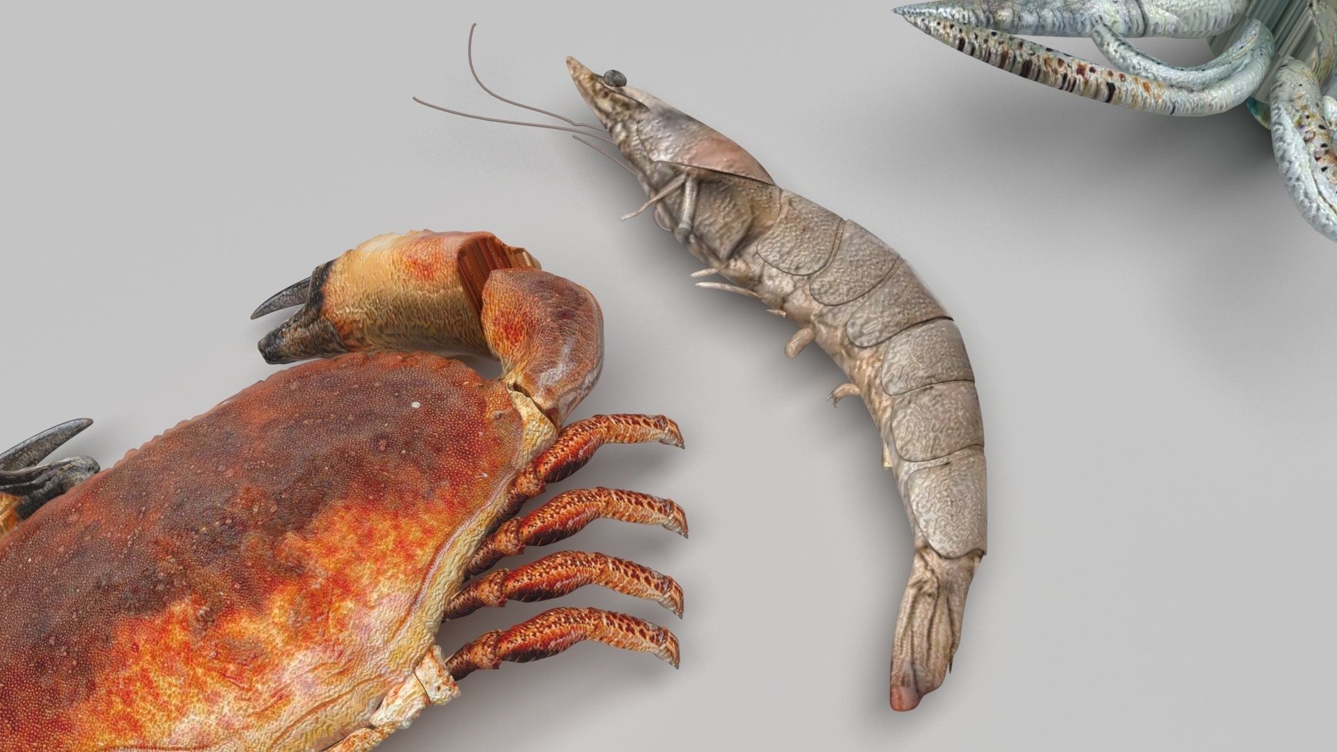 Sea Creatures Set 3D model | CGTrader
