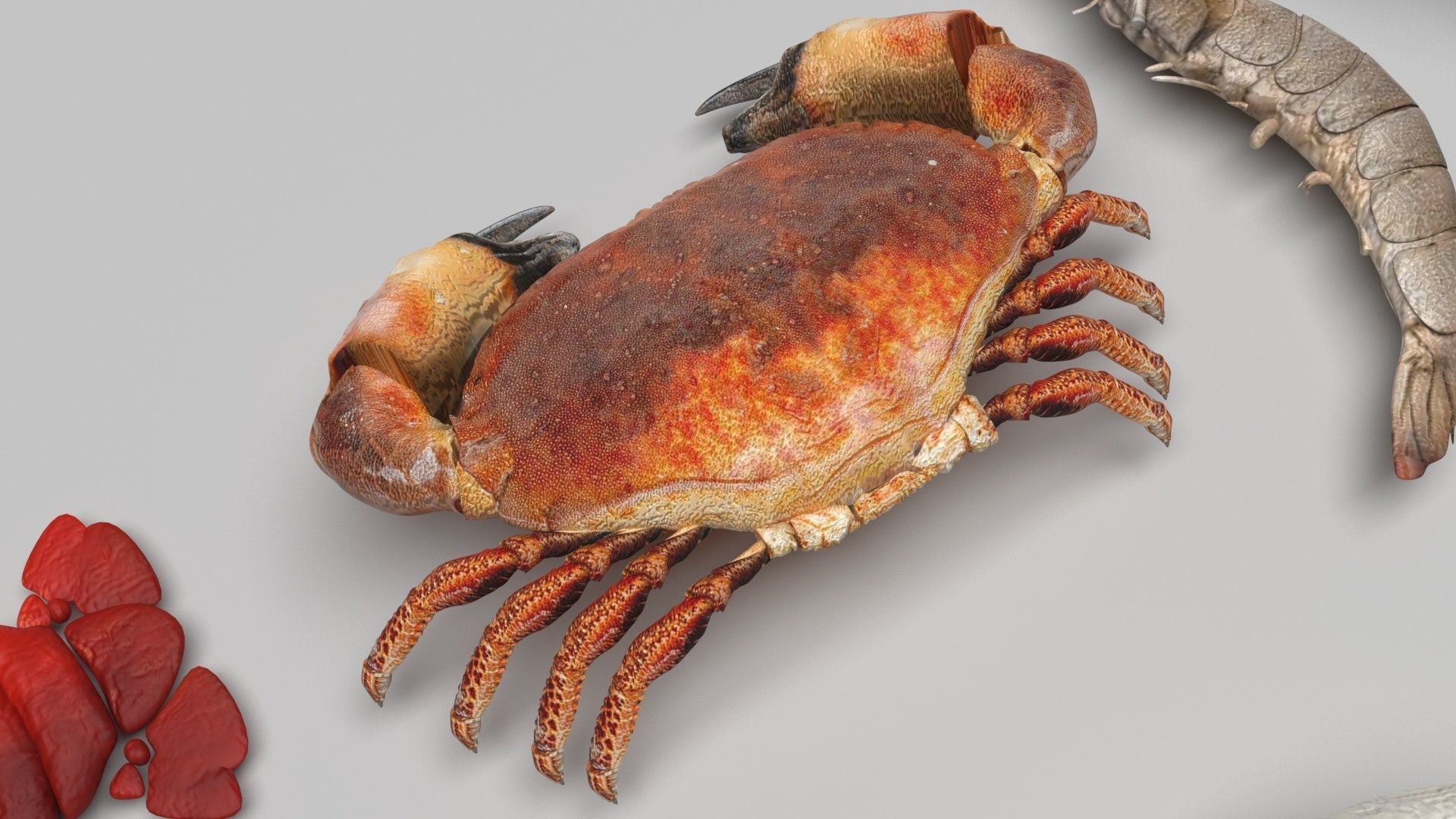 Sea Creatures Set 3D model | CGTrader