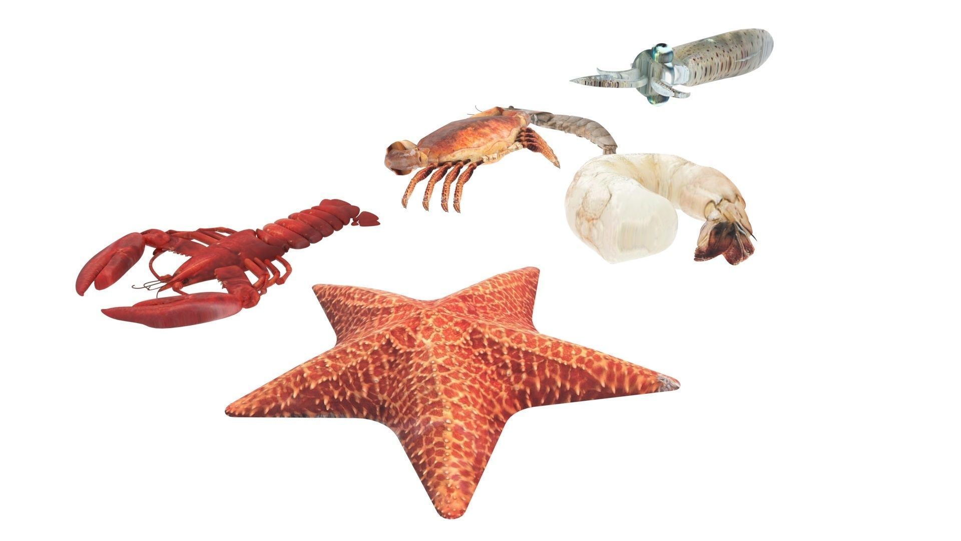 Sea Creatures Set 3D model | CGTrader