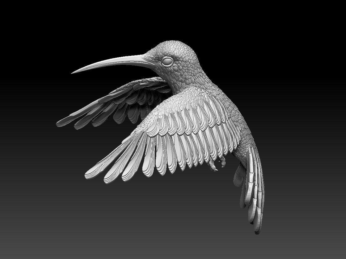 colibri humming bird 3D model 3D printable | CGTrader