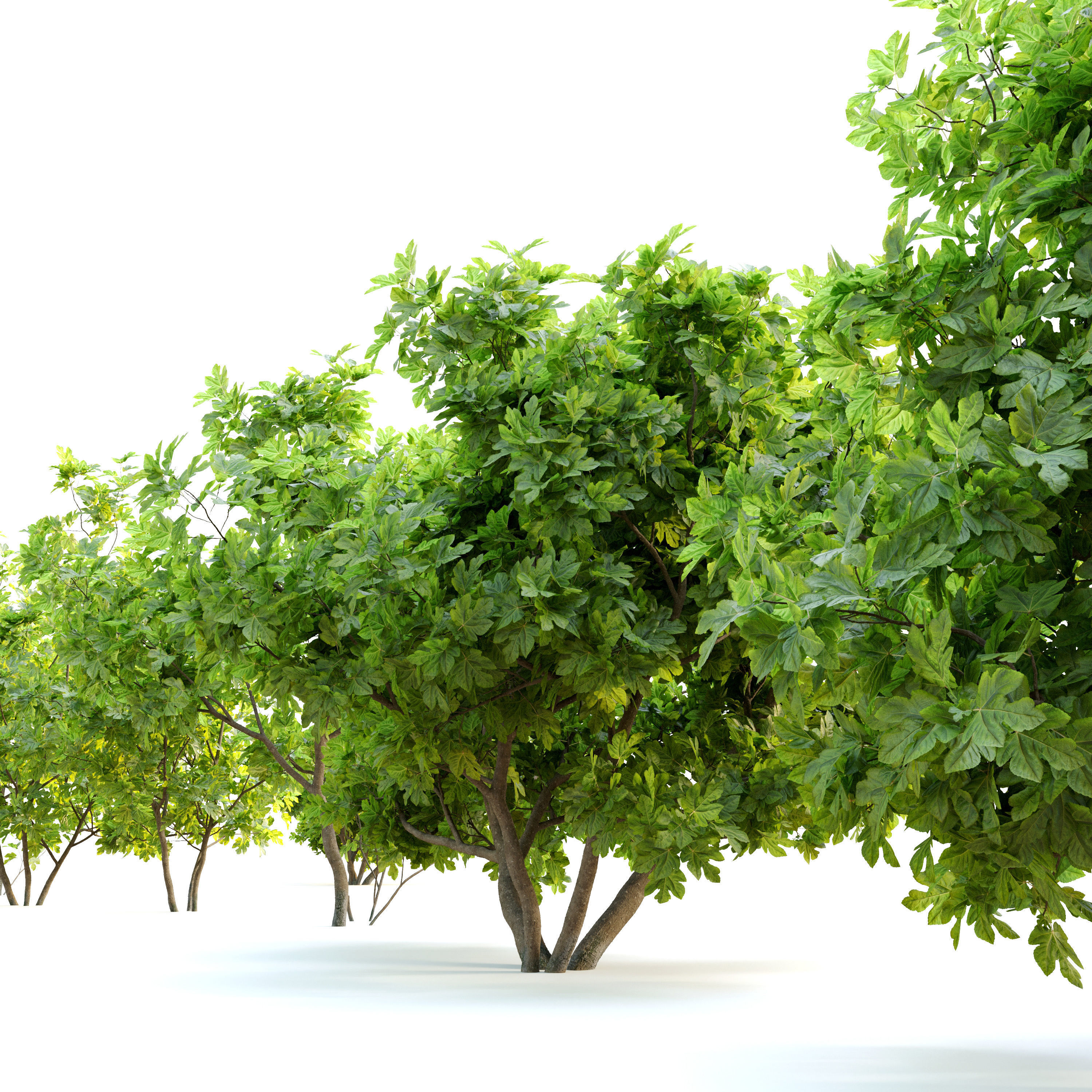 fig tree 3 3D model | CGTrader