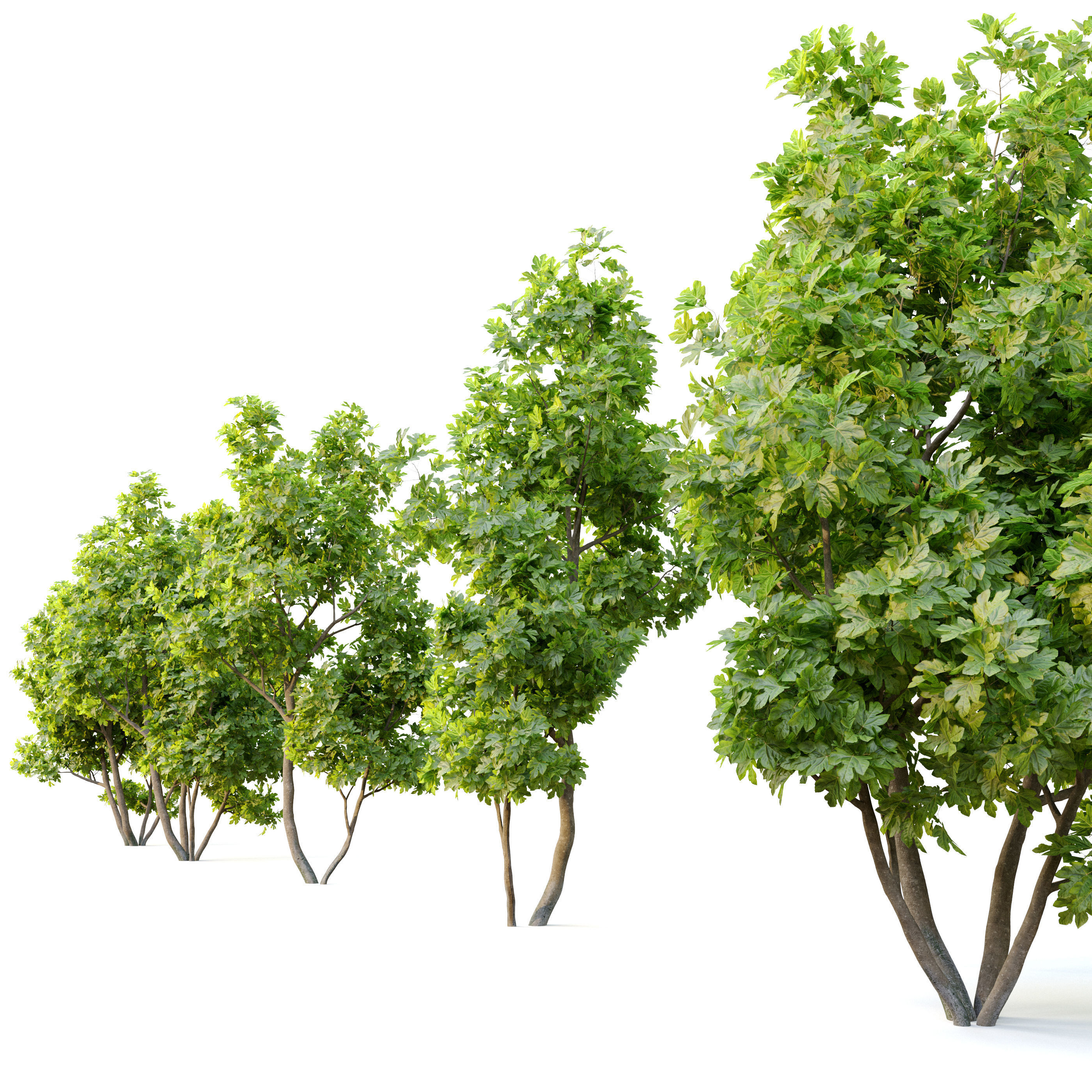 fig tree 02 3D model | CGTrader